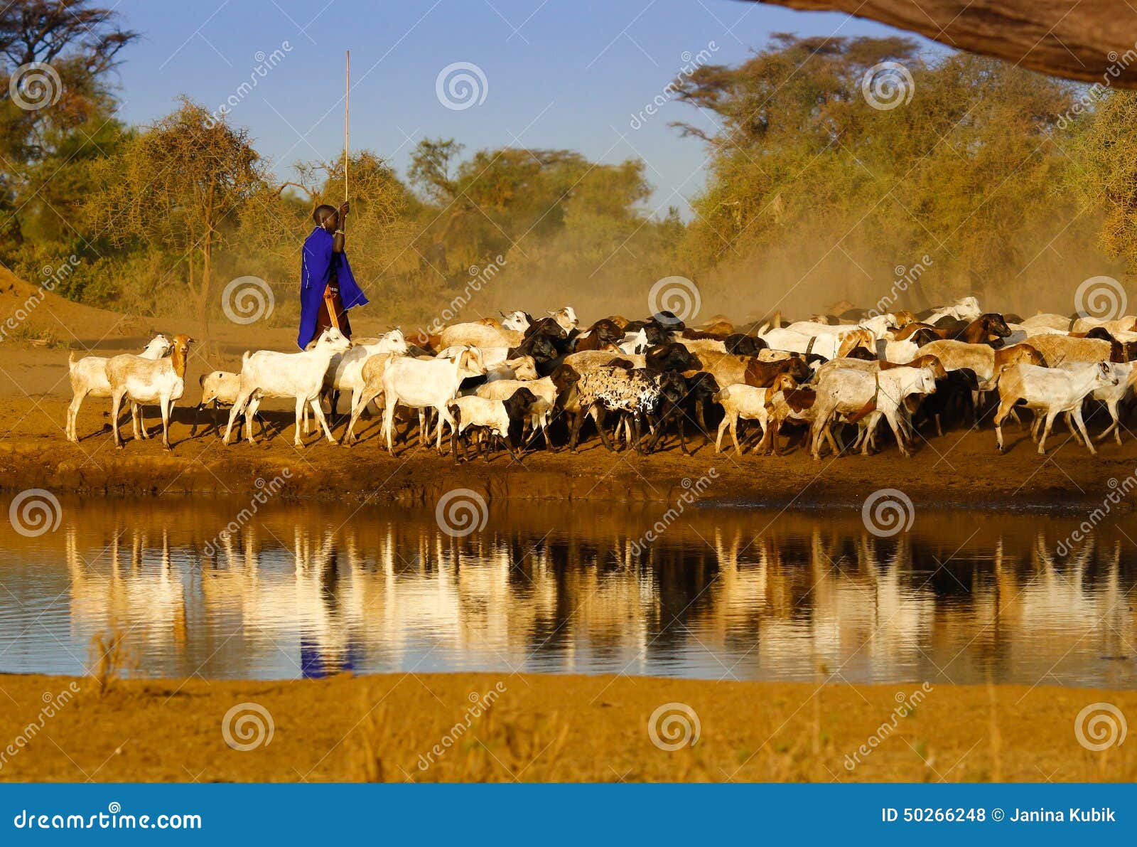 Masai Shepherd with Herd of Goats Editorial Stock Photo - Image of jeep ...