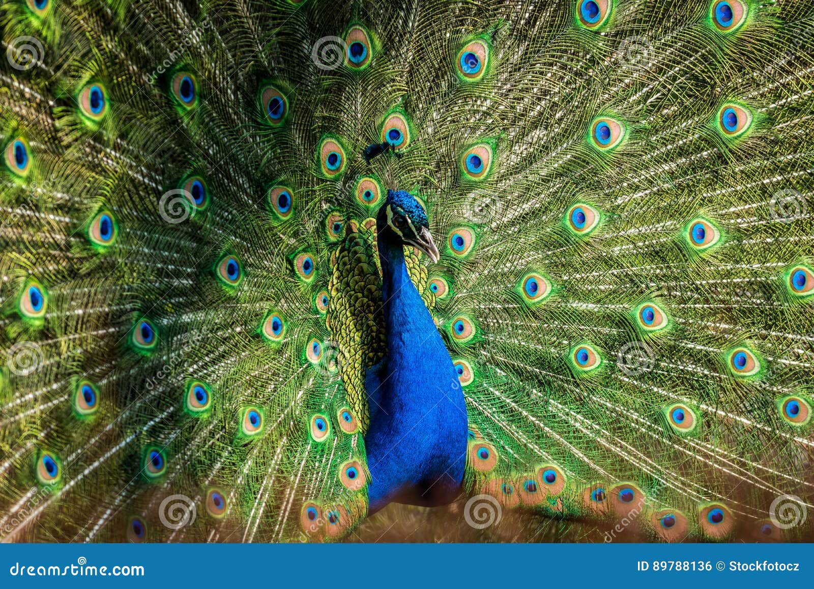 Maschio del pavone indiano fotografia stock. Immagine di modello - 89788136