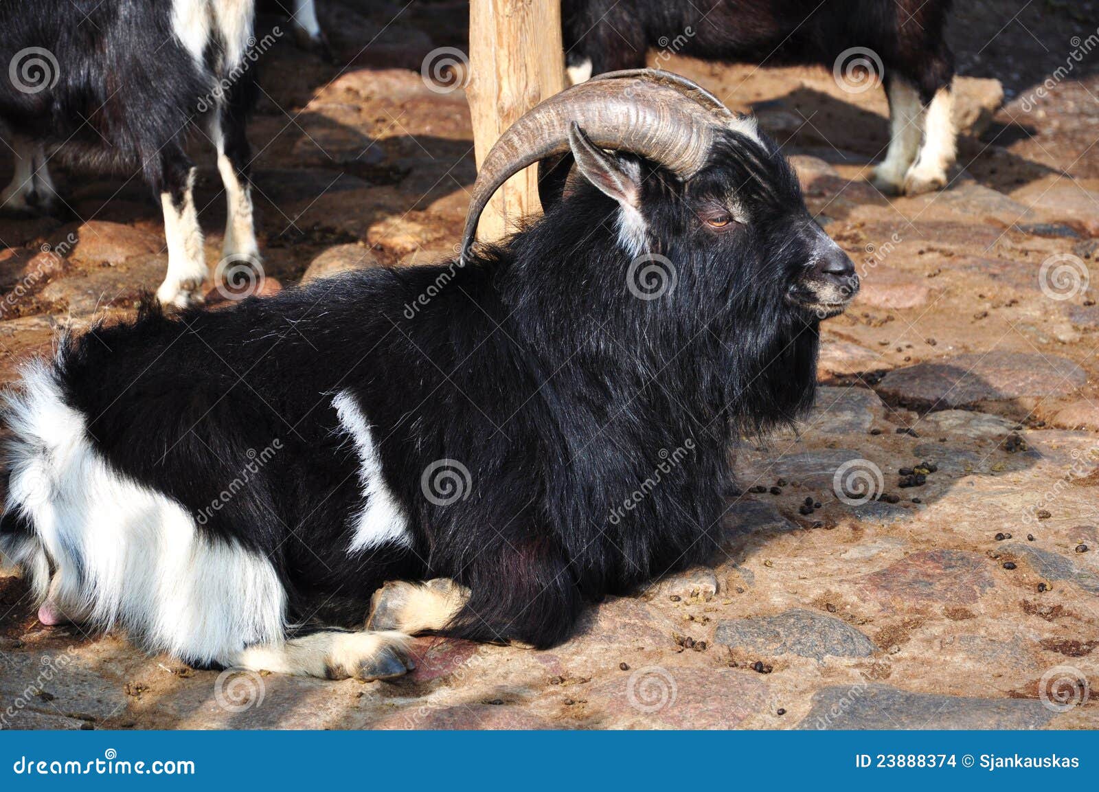 Maschio della capra fotografia stock. Immagine di testa - 23888374