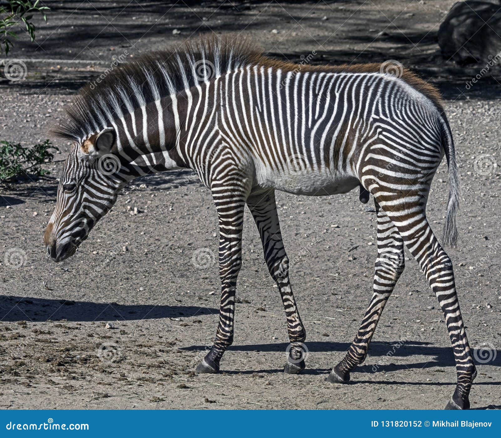 Maschio 1 Della Zebra Di Giovane Grevy Fotografia Stock - Immagine di ...