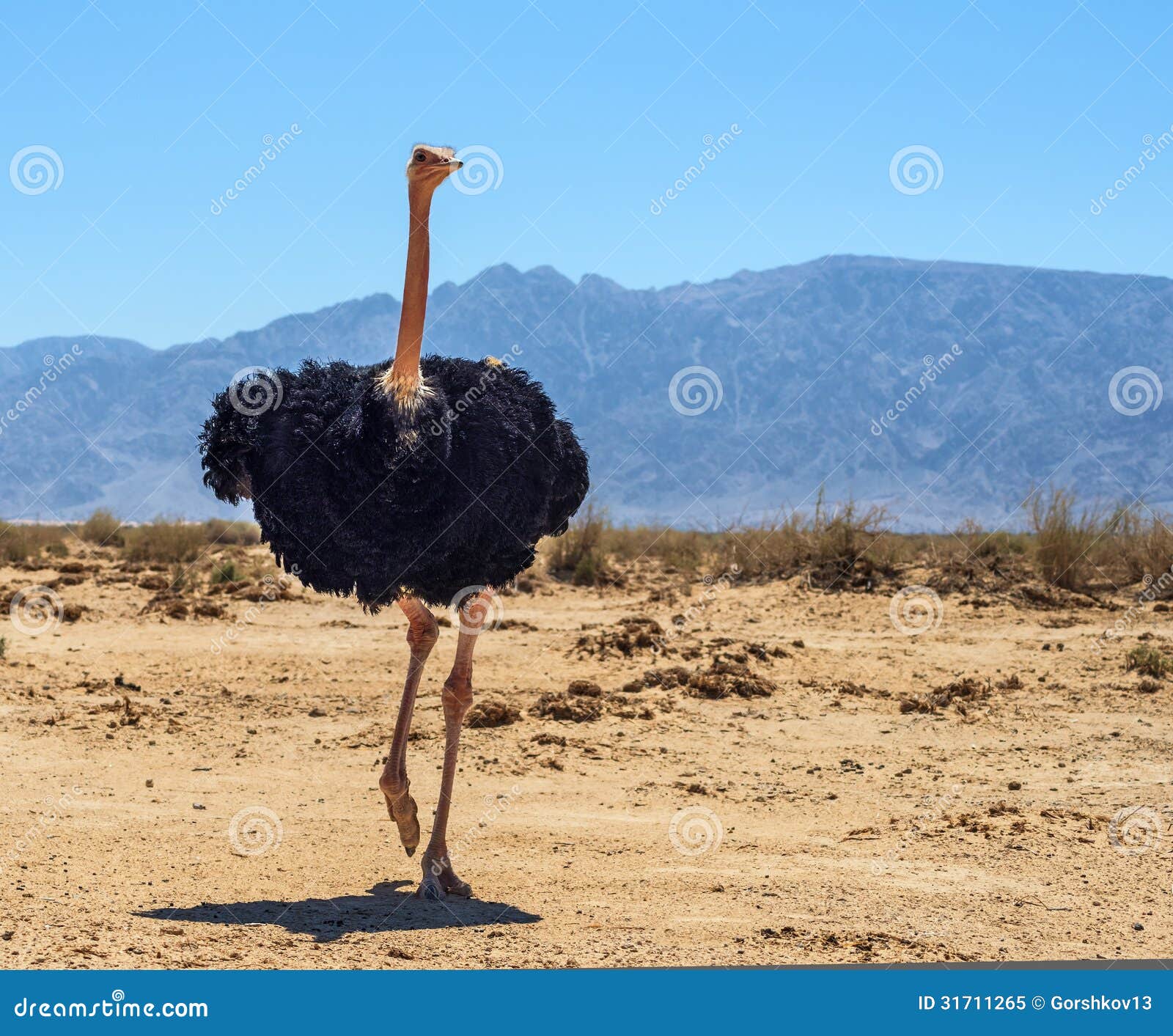 Maschio Dello Struzzo Africano Immagine Stock - Immagine di selvaggio ...