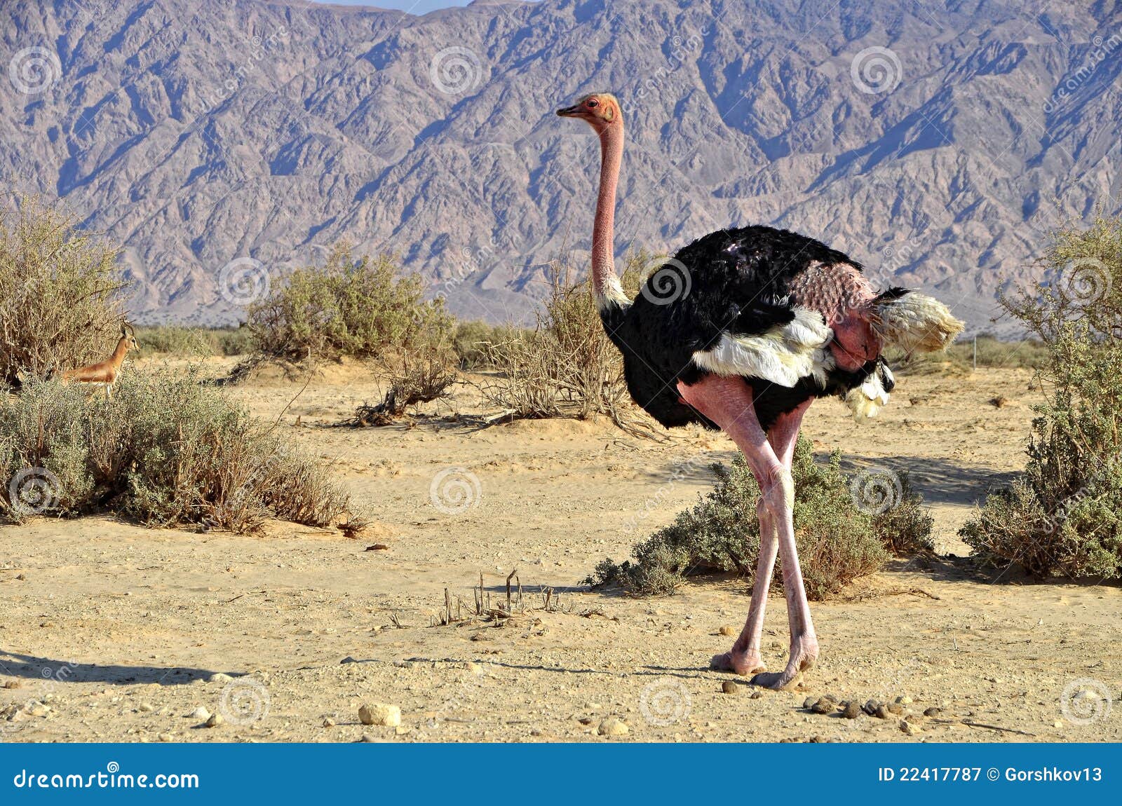 Maschio Dello Struzzo Africano (camelus Dello Struthio) Immagine Stock ...