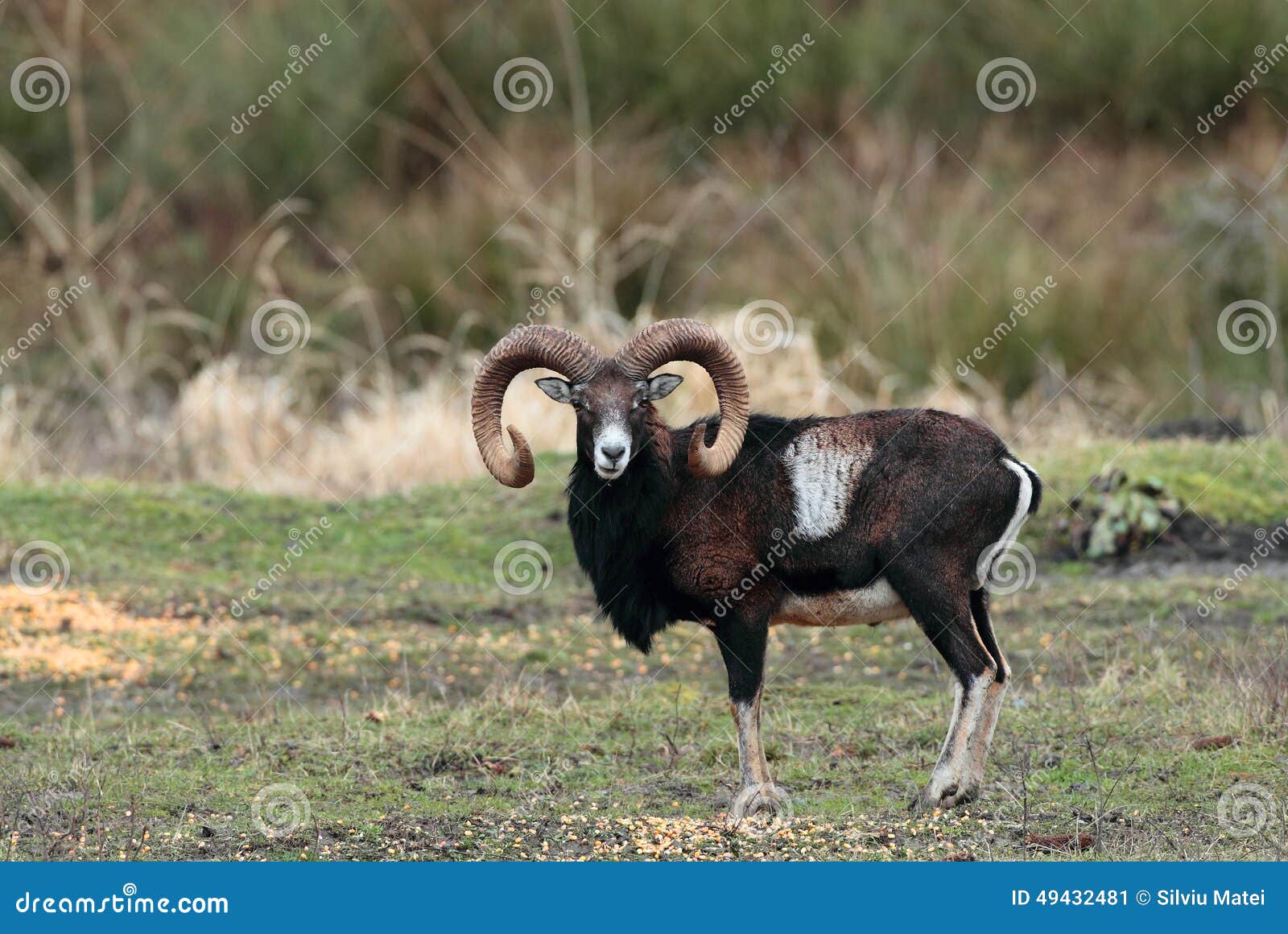 Maschio di muflone immagine stock. Immagine di scalatore - 49432481