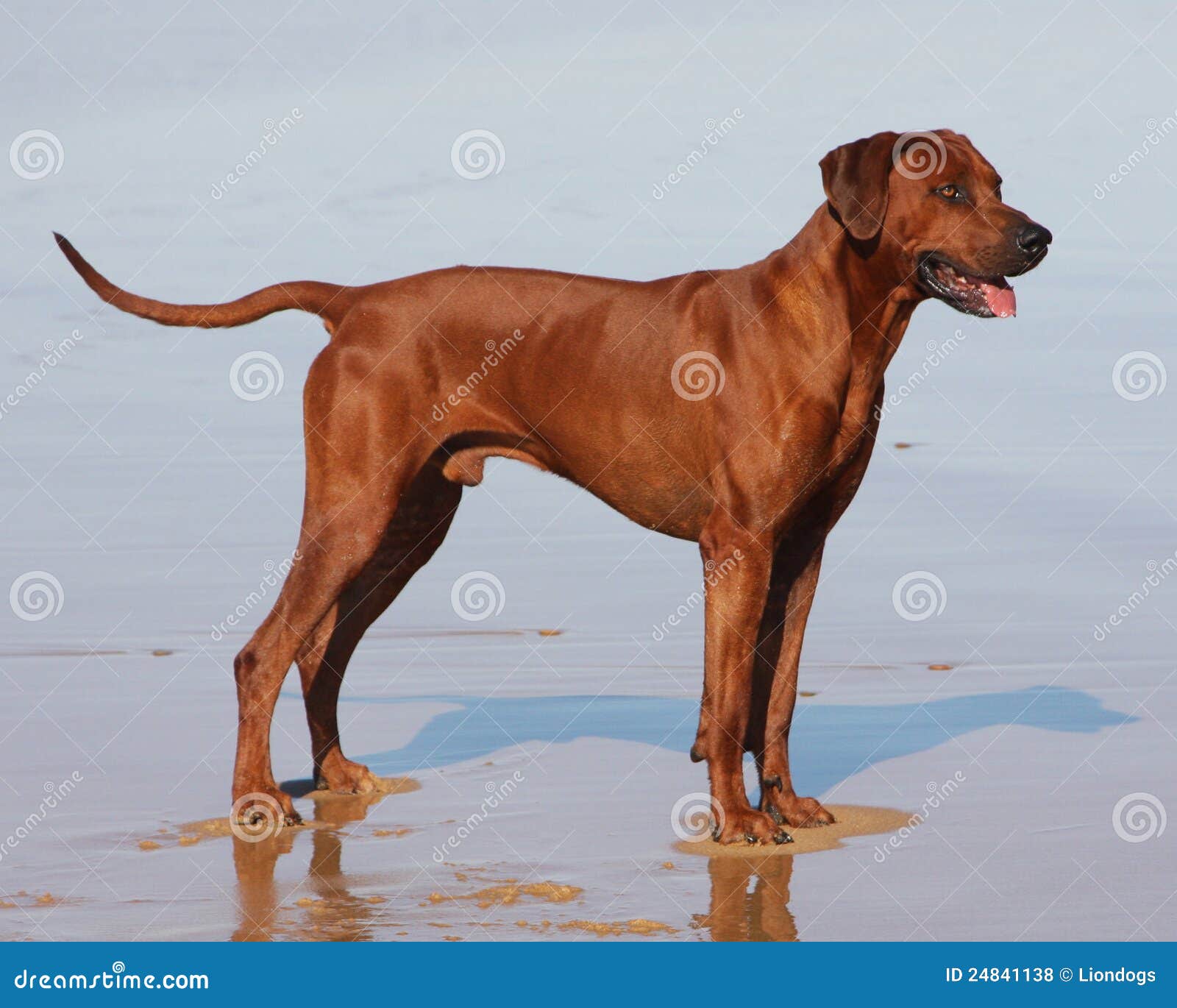 Maschio Di Rhodesian Ridgeback Fotografia Stock - Immagine di testa ...