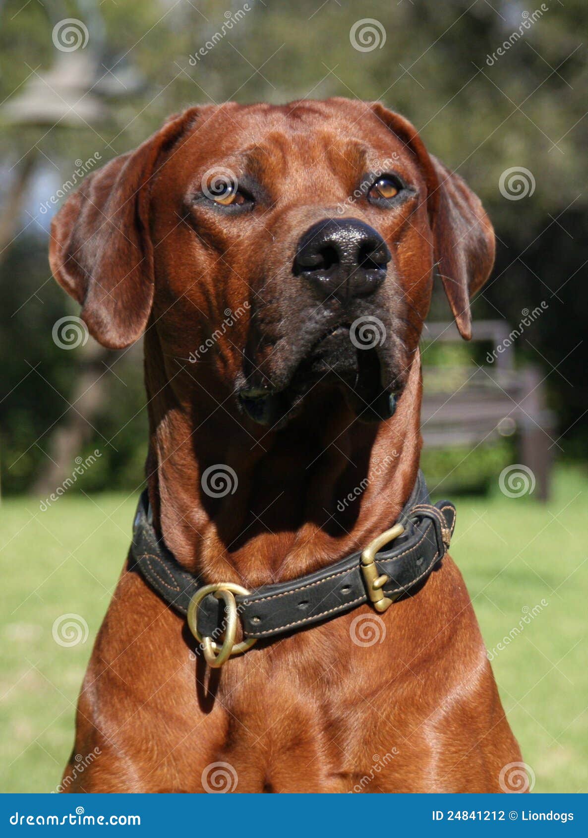 Maschio Di Rhodesian Ridgeback Fotografia Stock - Immagine di stallone ...