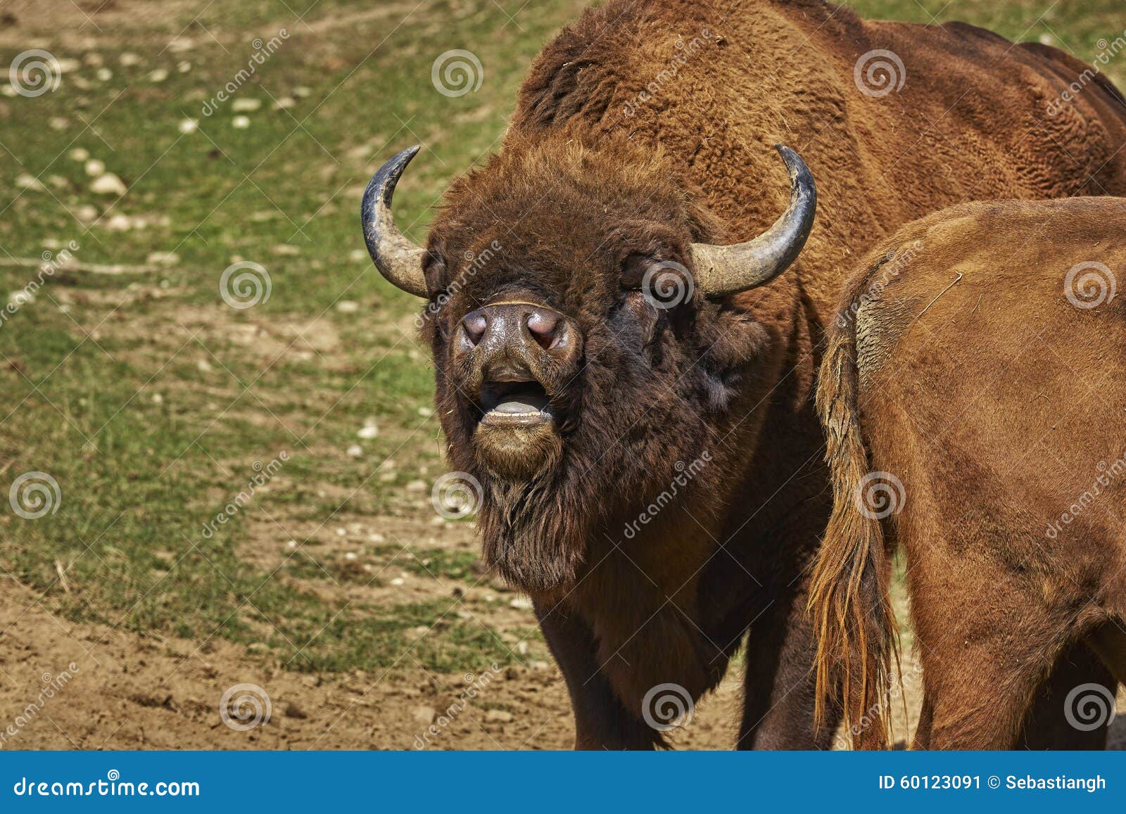 Maschio Europeo in Fregola Del Bisonte Immagine Stock - Immagine di ...