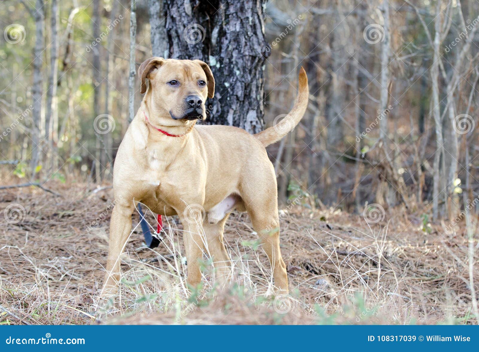 Maschio Misto Del Cane Della Razza Del Segugio Rosso Immagine Stock ...