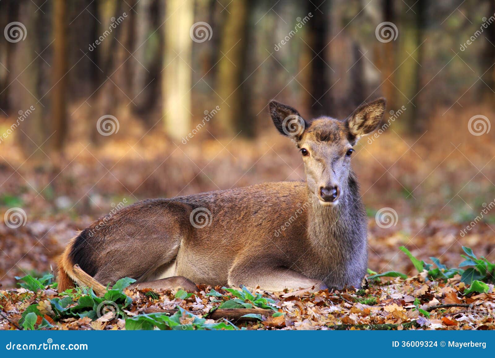Maschio o caprioli europei fotografia stock. Immagine di colore - 36009324
