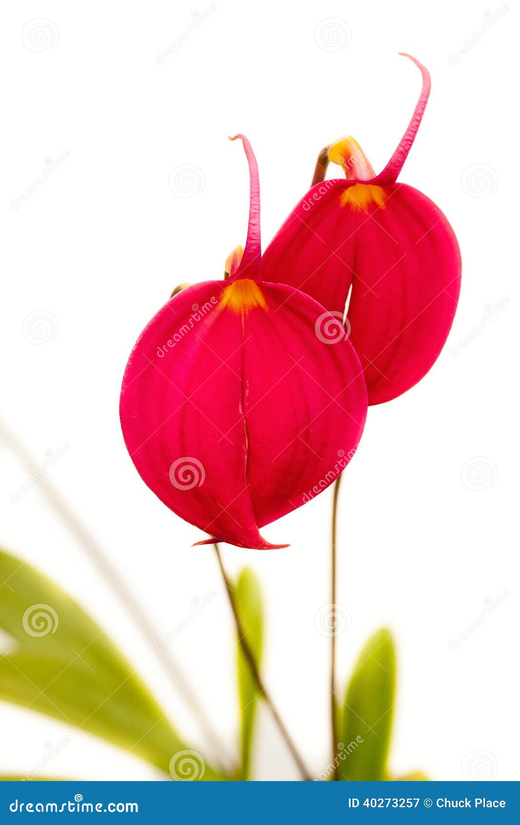 Masdevallia Coccinea Orchid Stock Image - Image of plant, horticulture ...