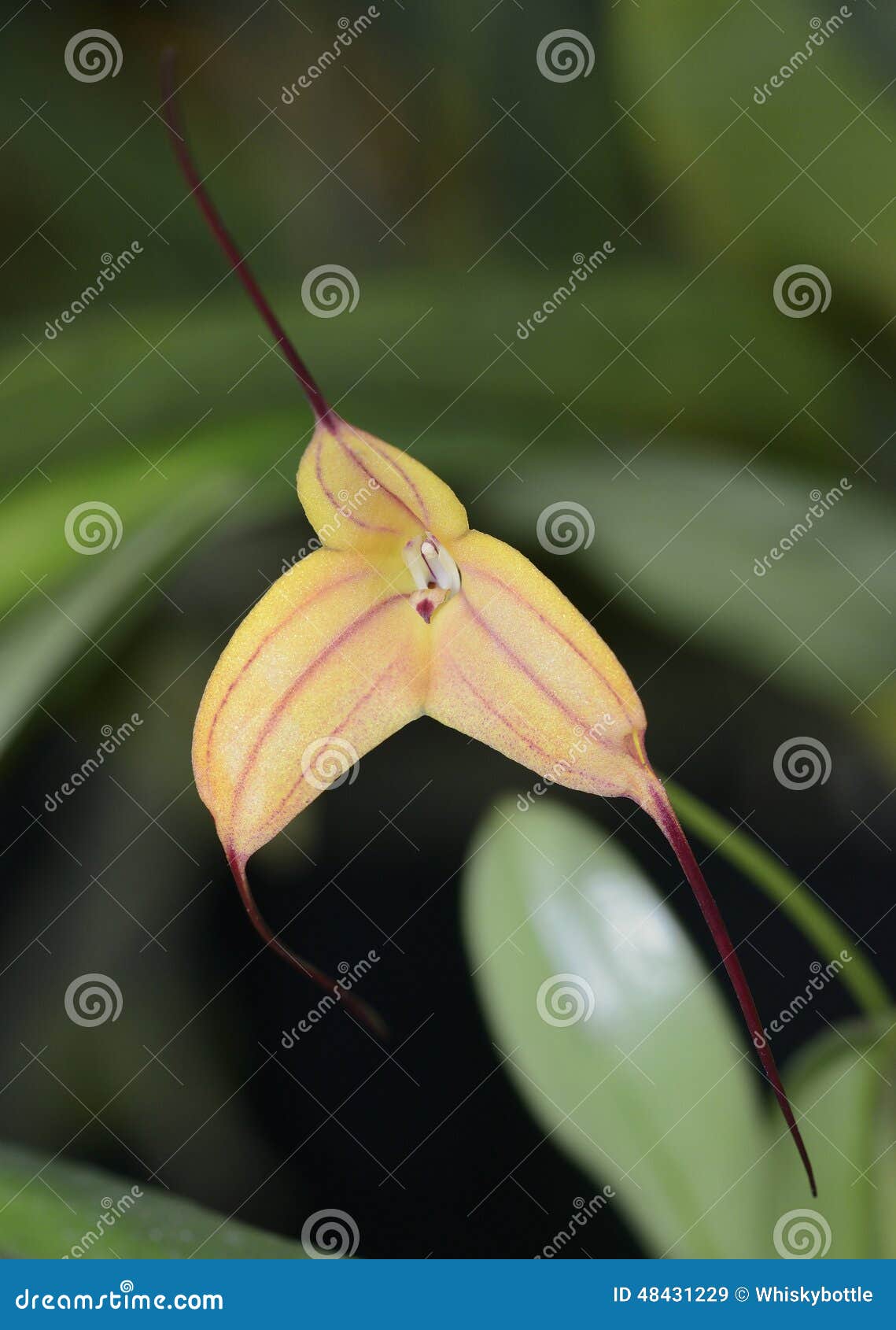Masdevallia Amabilis Stock Photos - Free & Royalty-Free Stock Photos ...