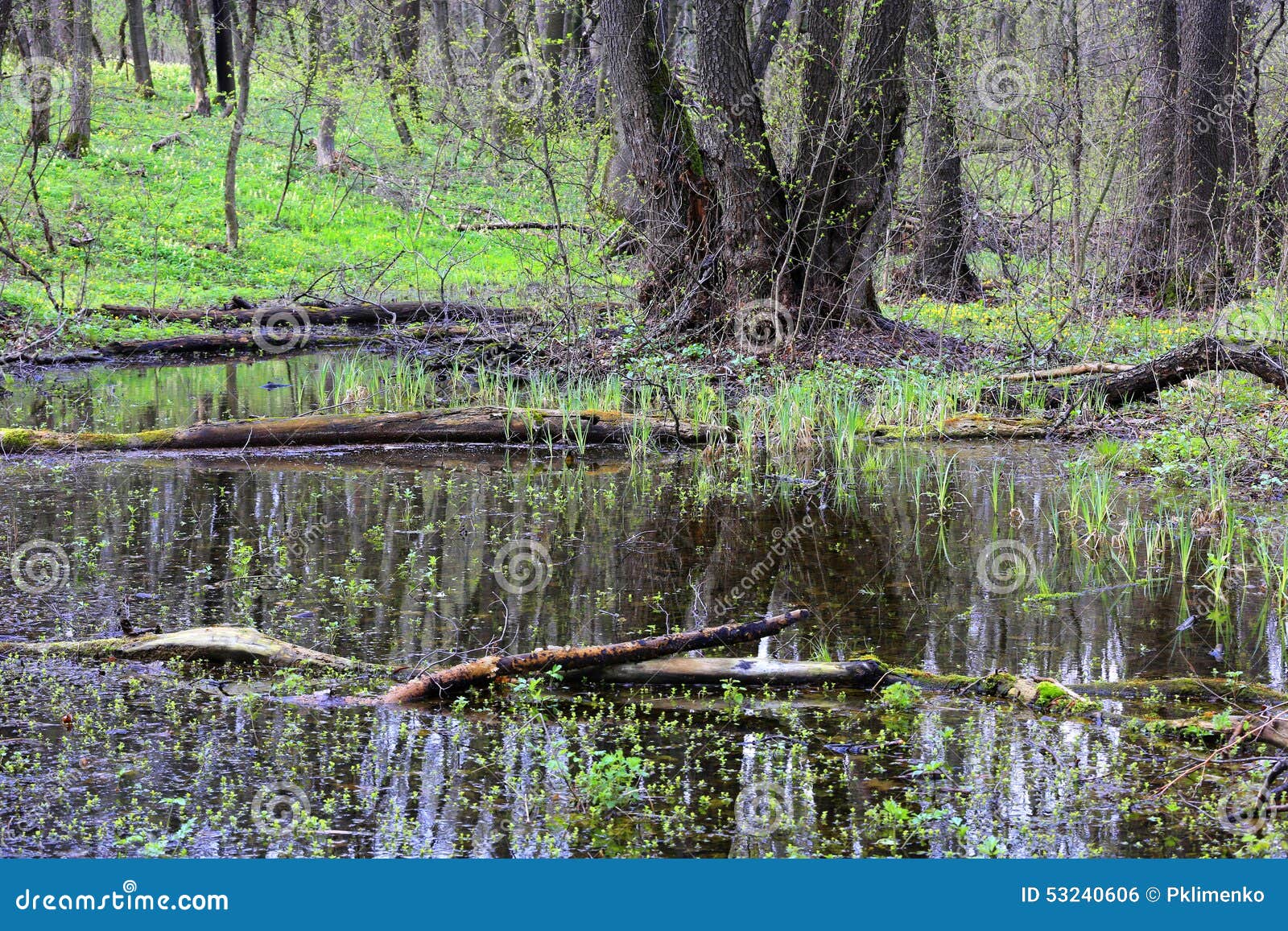 Mash in deep forest stock photo. Image of lake, ecosystem - 53240606