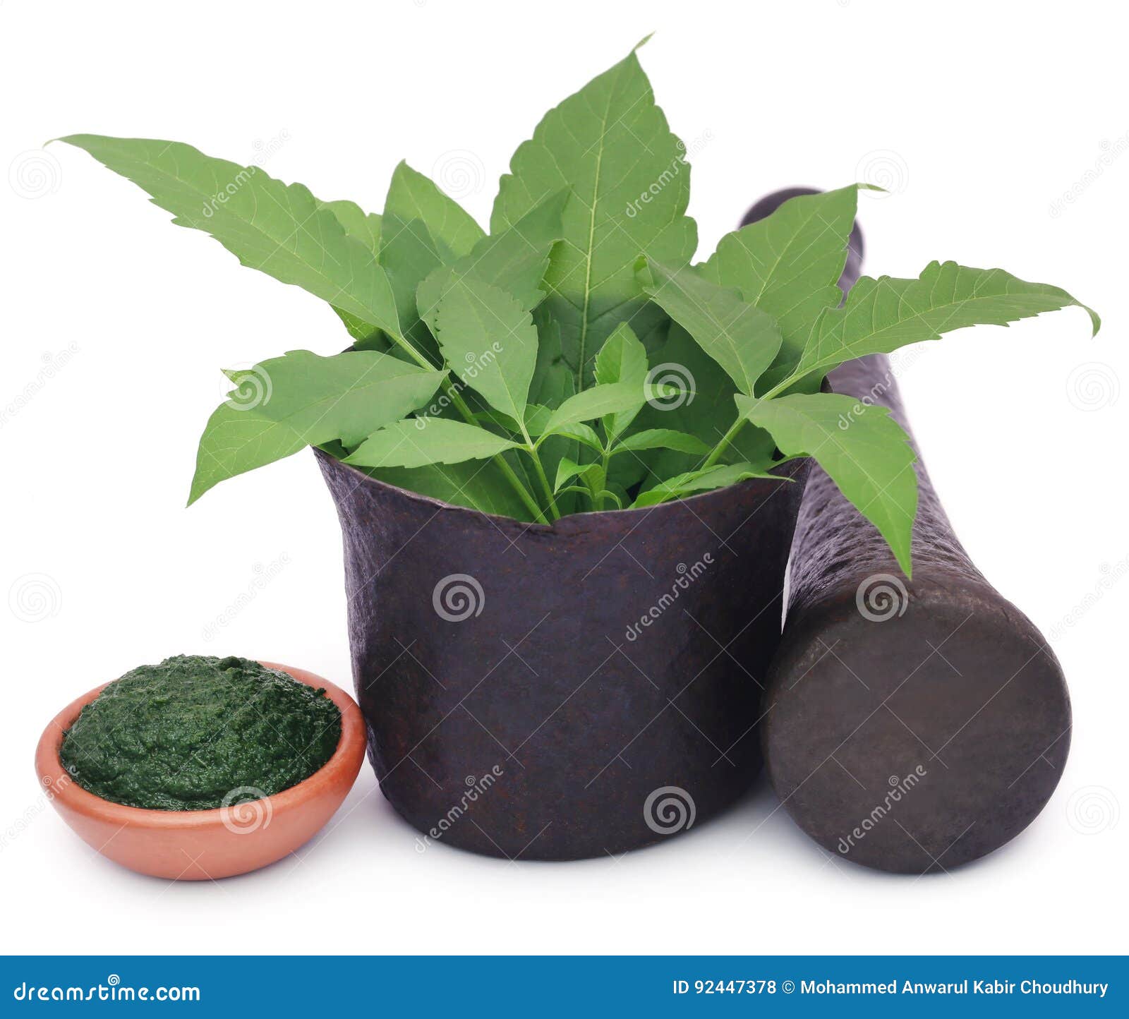 Mashed Vitex Negundo or Medicinal Nishinda Leaves Stock Photo - Image ...