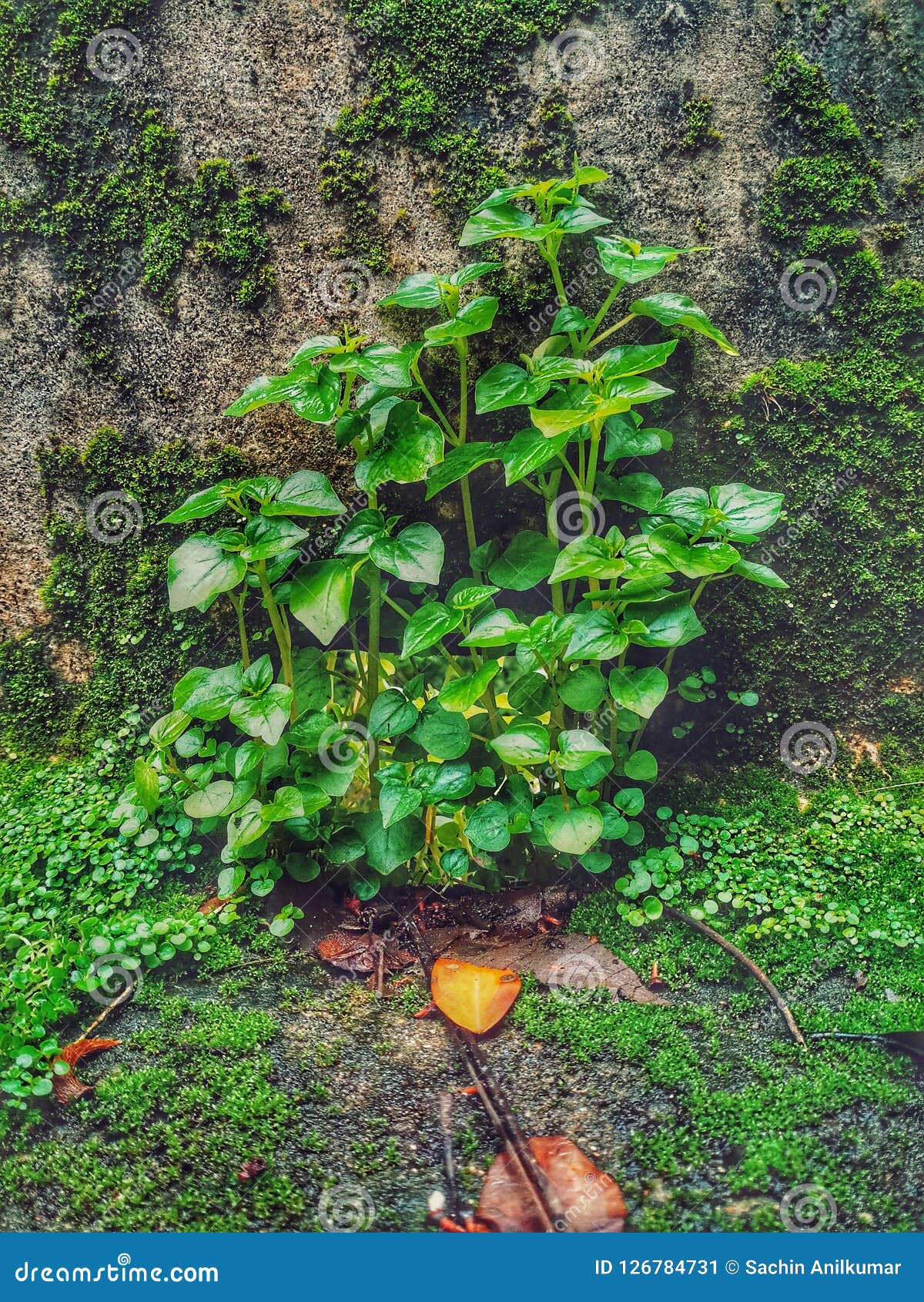 Mashi thand stock image. Image of mashi, plant, thand - 126784731