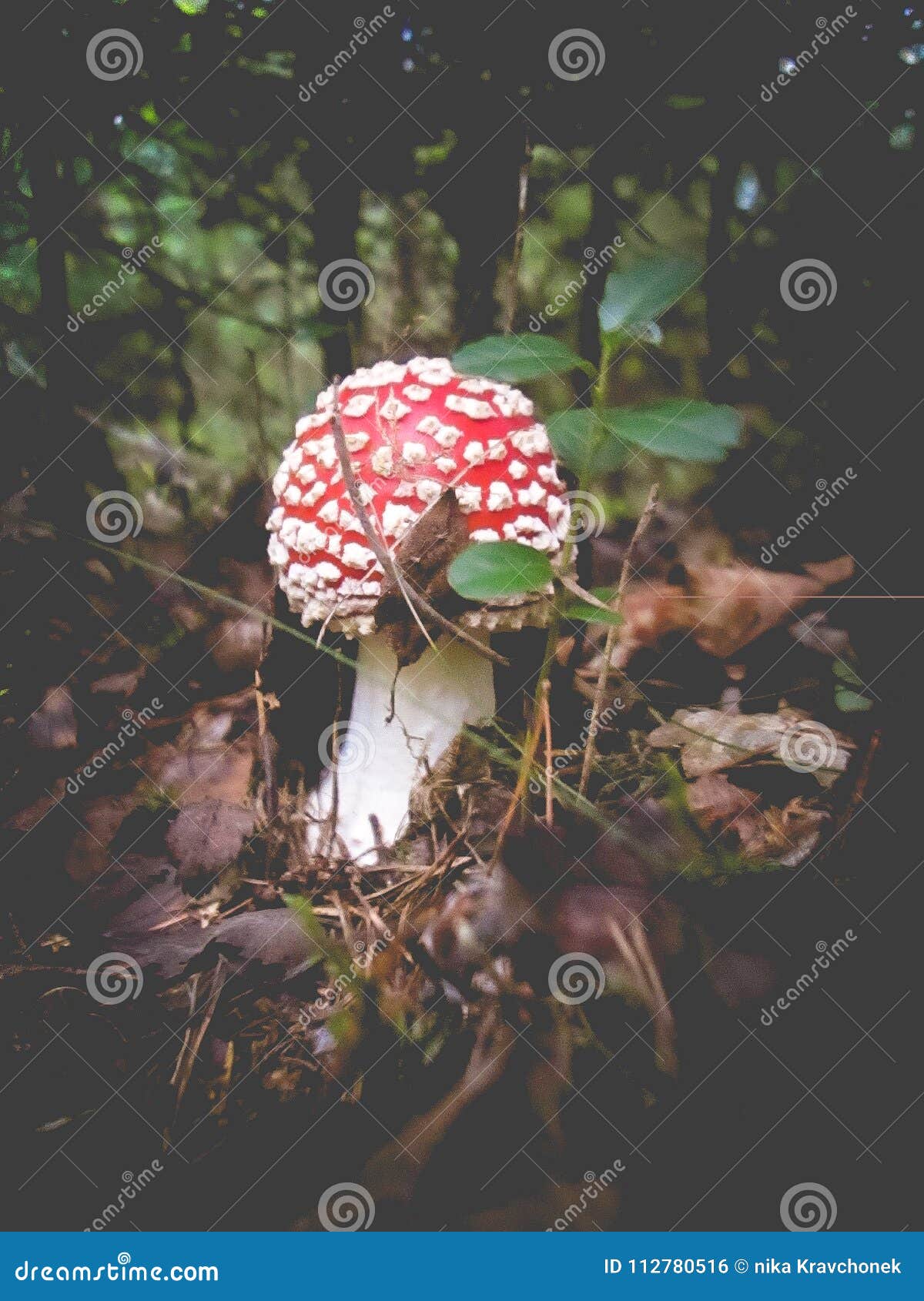 Mashroom stock photo. Image of green, forest, mashroom - 112780516