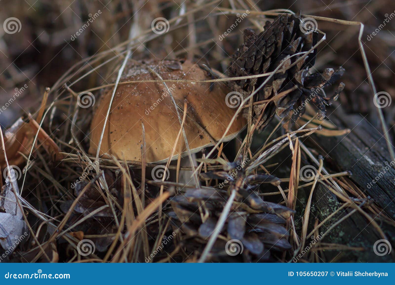 Mashroom in forest stock image. Image of boletus, organic - 105650207