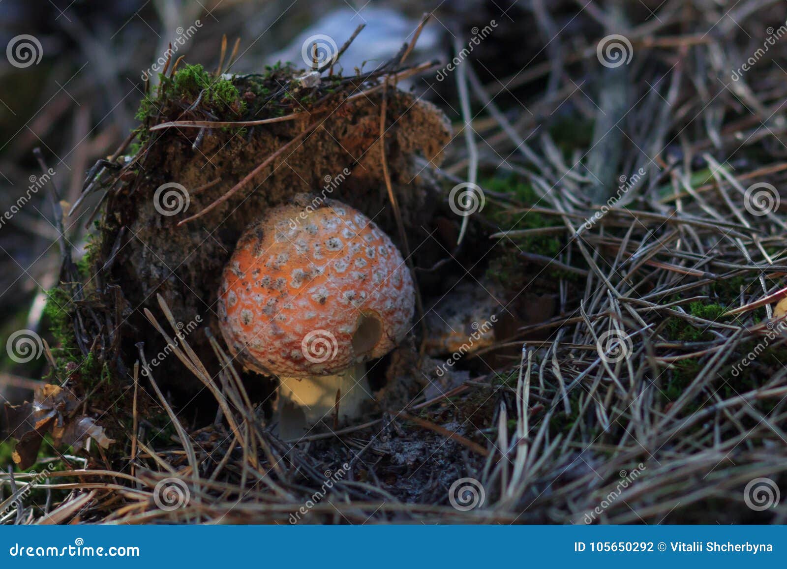 Mashroom in forest stock photo. Image of healthy, fungus - 105650292