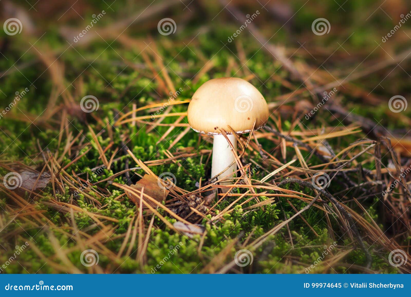 Mashroom in forest stock image. Image of vegetarian, food - 99974645