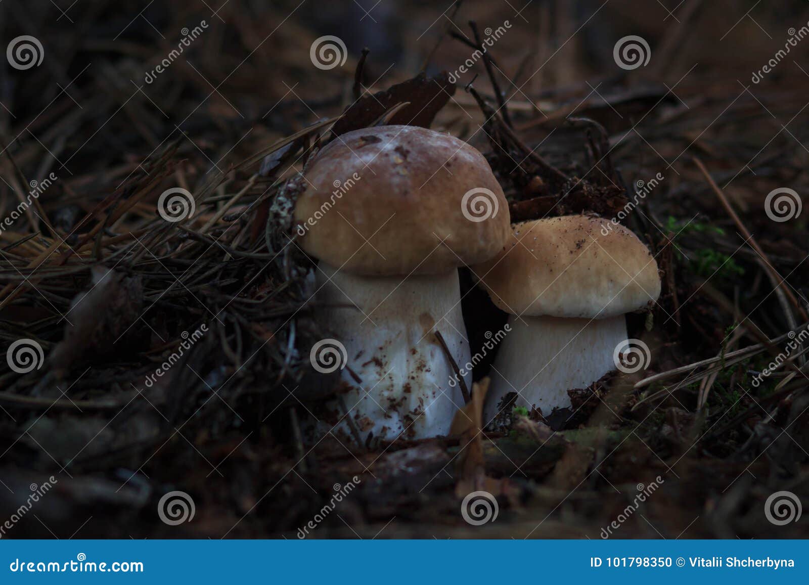 Mashroom in forest stock photo. Image of grow, boletus - 101798350