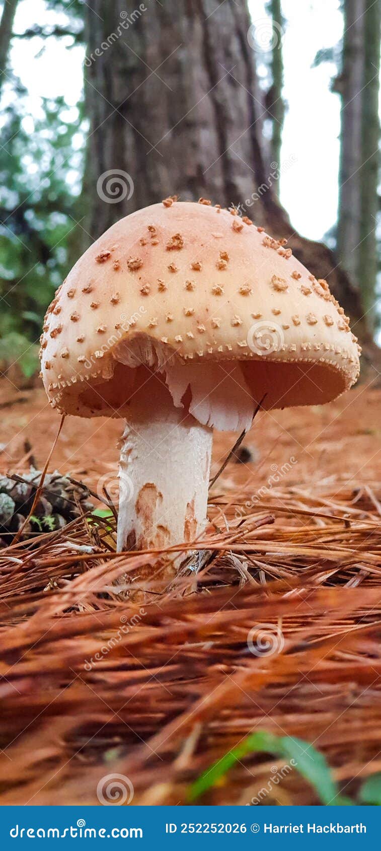Mashroom in the forest stock photo. Image of nature - 252252026