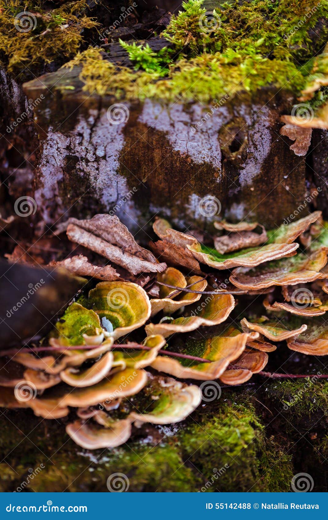 Mashroom Forest Nature Landscape Stock Photo - Image of edible, organic ...