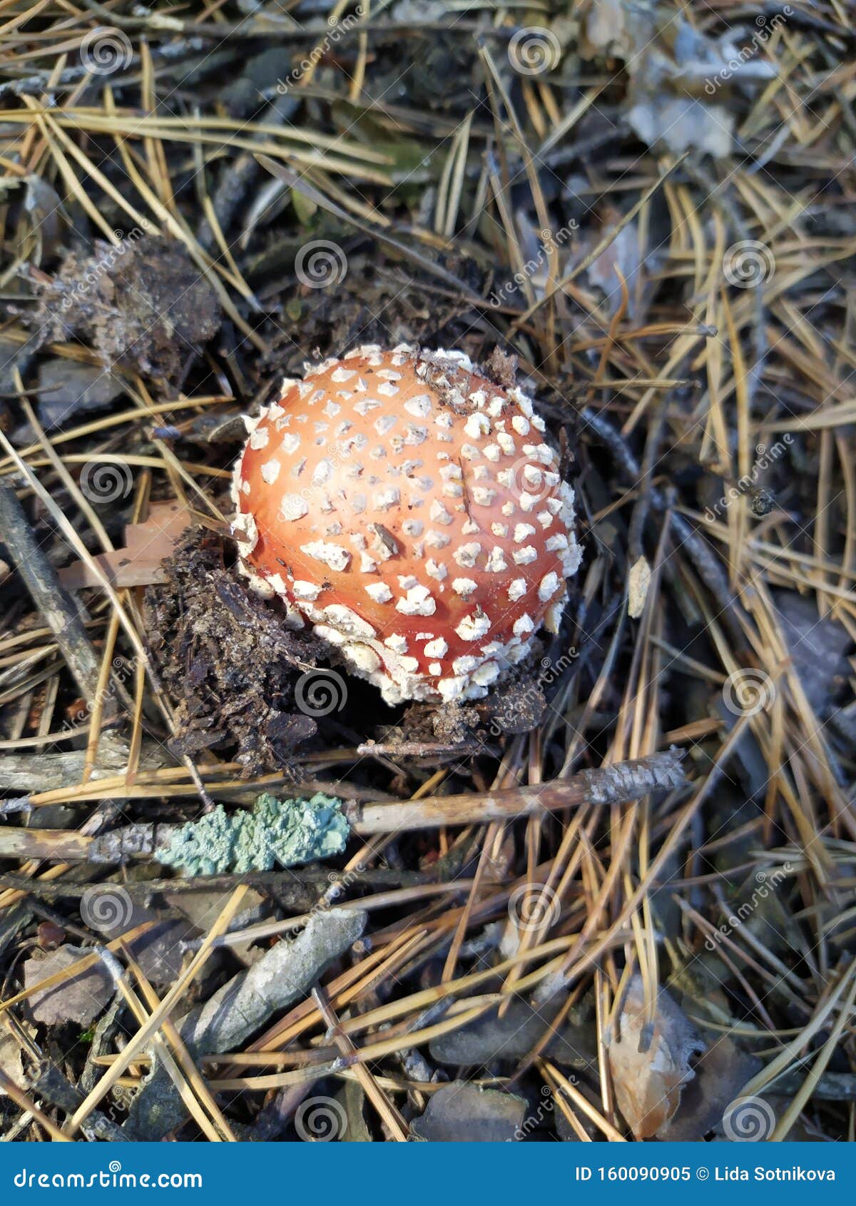 Mashroom stock image. Image of nature, mashroom, autumn - 160090905
