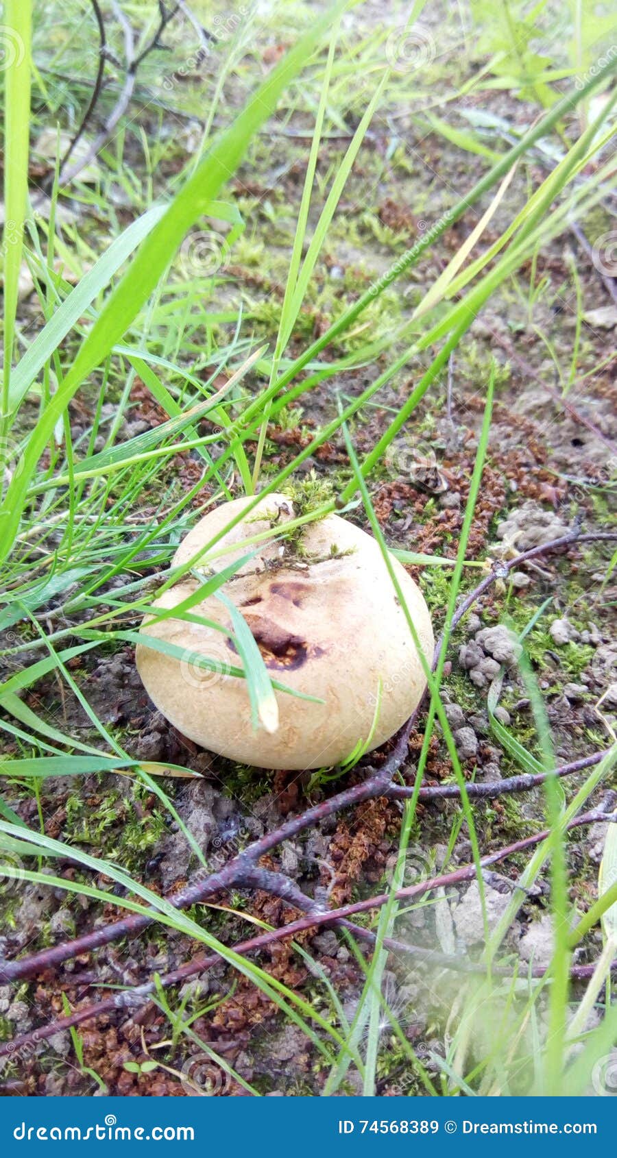 Mashroom in Mogilev stock image. Image of belarus, nature - 74568389
