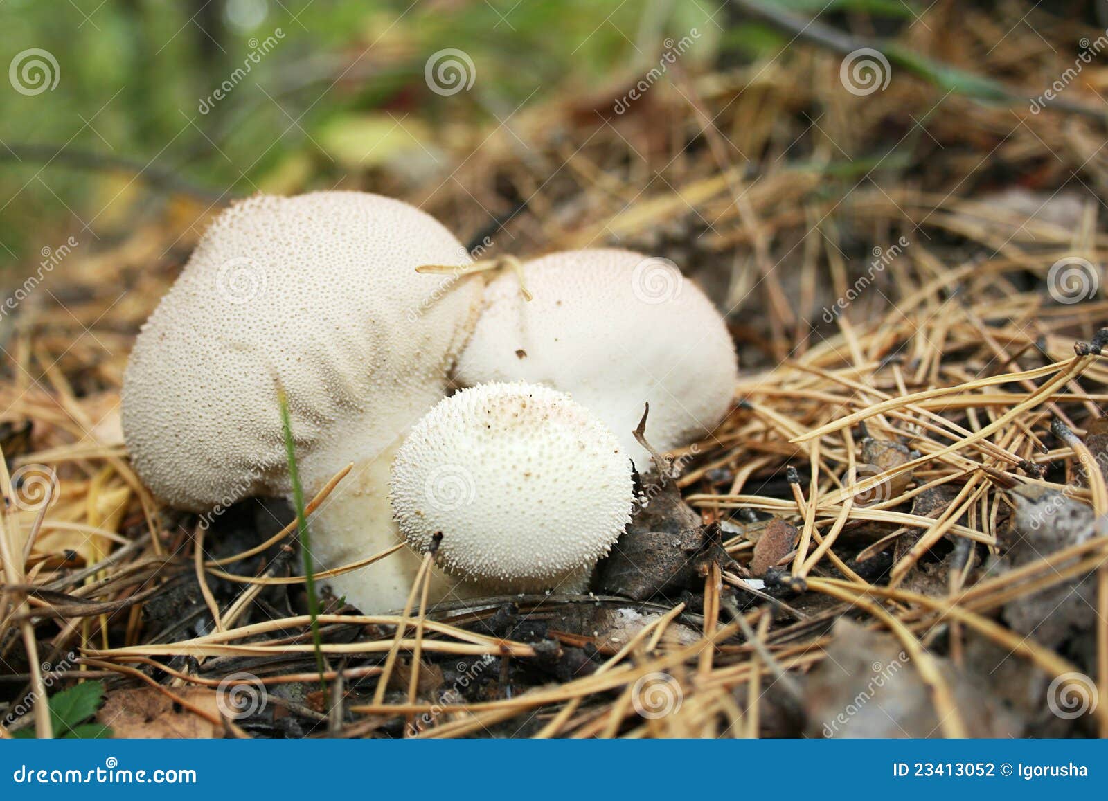Mashrooms photo stock. Image du petit, croissance, mycètes - 23413052