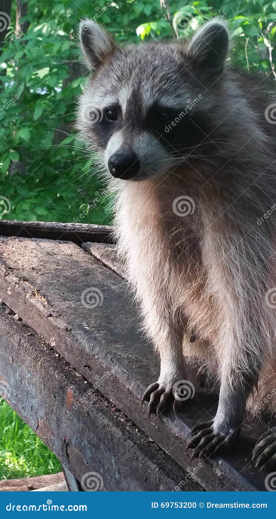 Masked bandit racoon stock photo. Image of racoon, alpine - 69753200