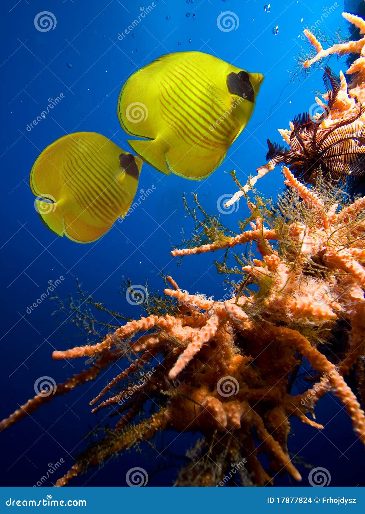 Butterfly Fish Auriga Referrer Aquarium Corals Reefs Camouflage Bright ...