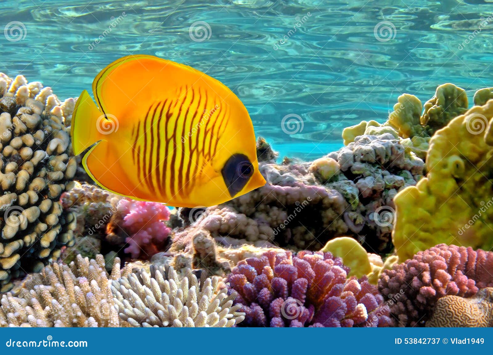Masked Butterfly Fish stock image. Image of fish, water - 53842737