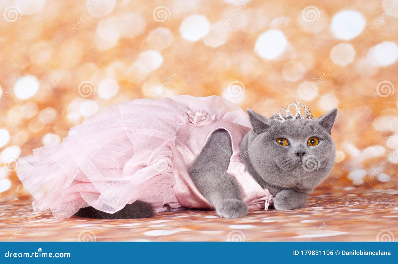 Masked Cat Cats in the Background Colored Stock Photo - Image of funny ...