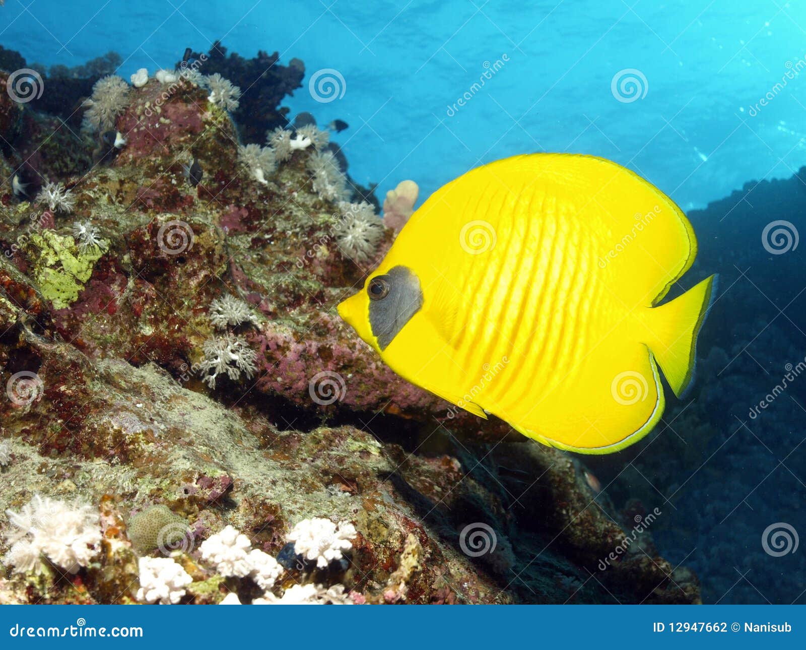 Masked fish stock photo. Image of shore, soft, egypt - 12947662