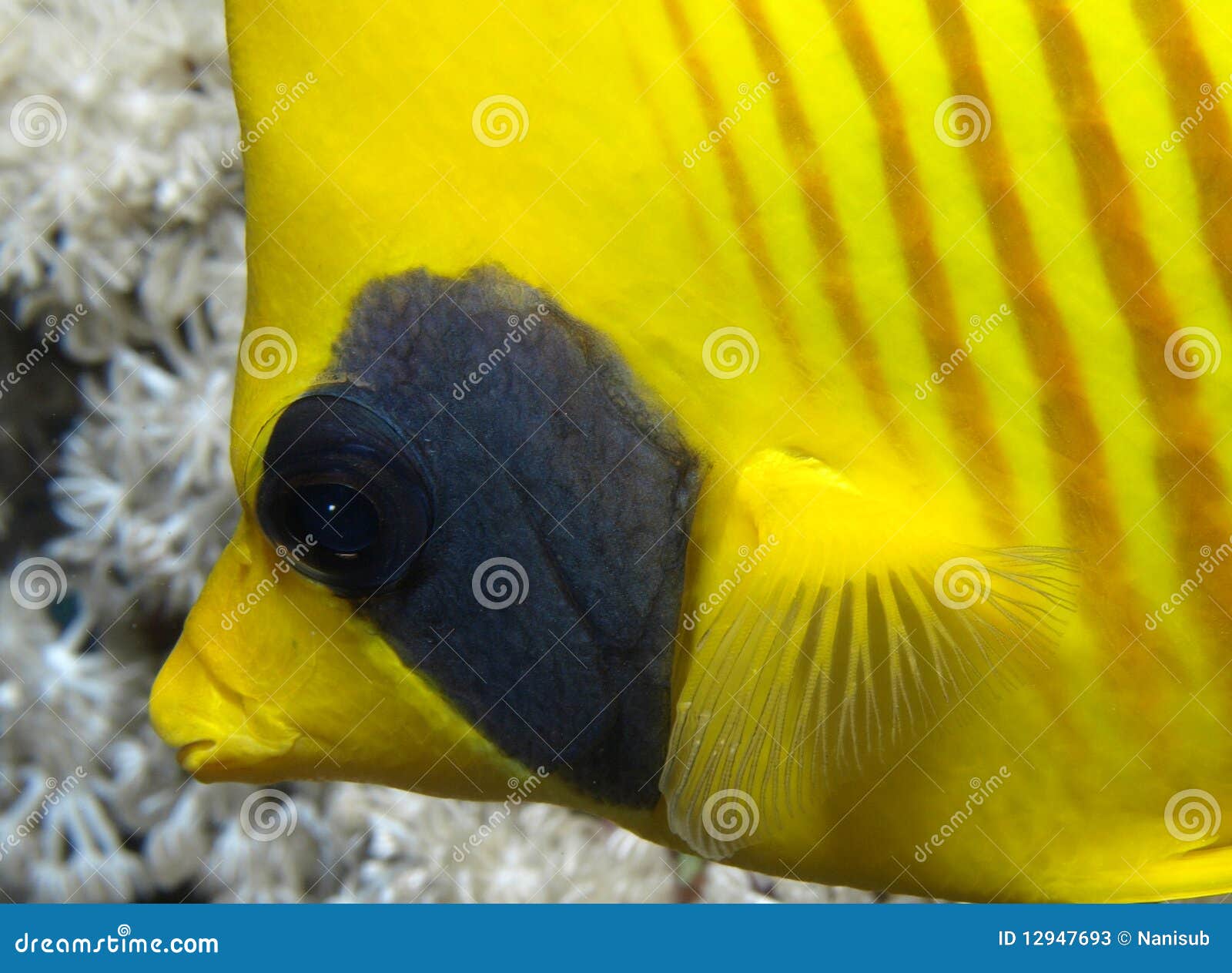 Masked fish stock image. Image of life, divers, reef - 12947693