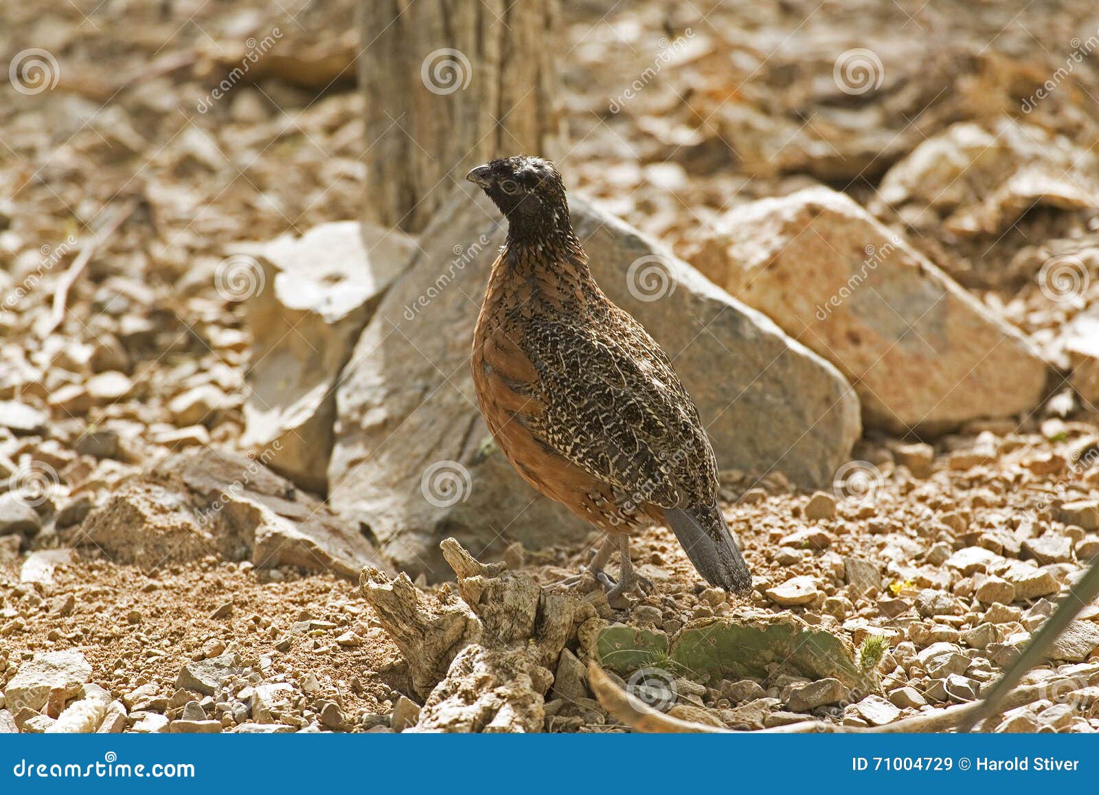 Masked Form of Northern Bobwhite, Colinus Virginianus, in Desert Stock ...