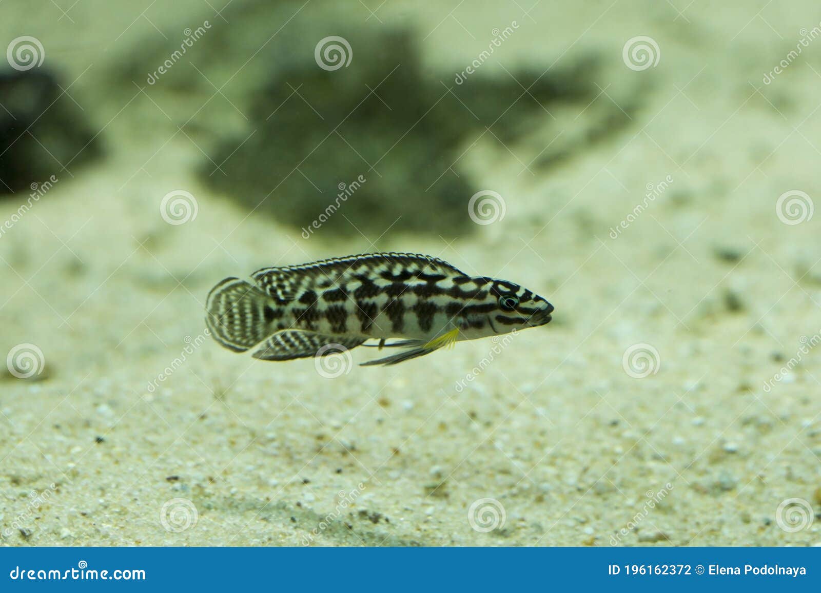 The Masked Julie Julidochromis Transcriptus. Stock Photo - Image of ...