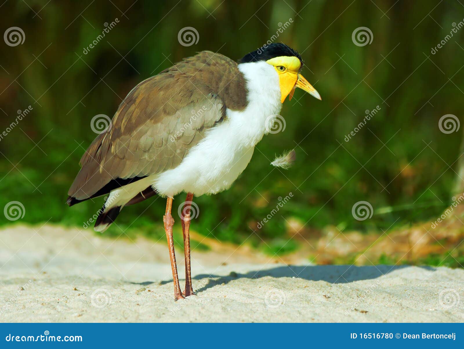 Masked Lapwing stock photo. Image of vanellus, plover - 16516780