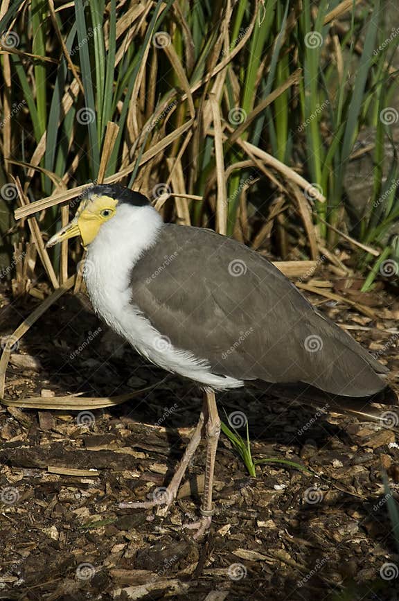Masked Lapwing stock photo. Image of mask, nature, masked - 19289016