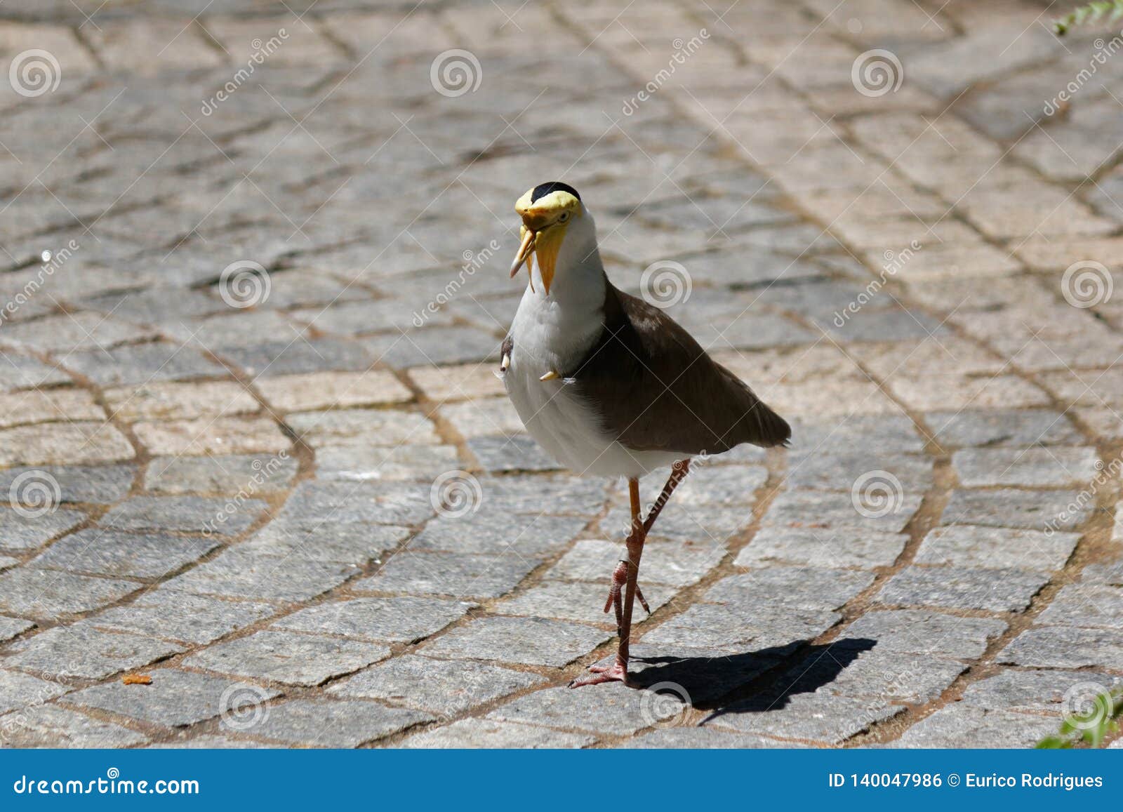 The Masked Lapwing, Spur-winged Plover, Plover Stock Photo - Image of ...