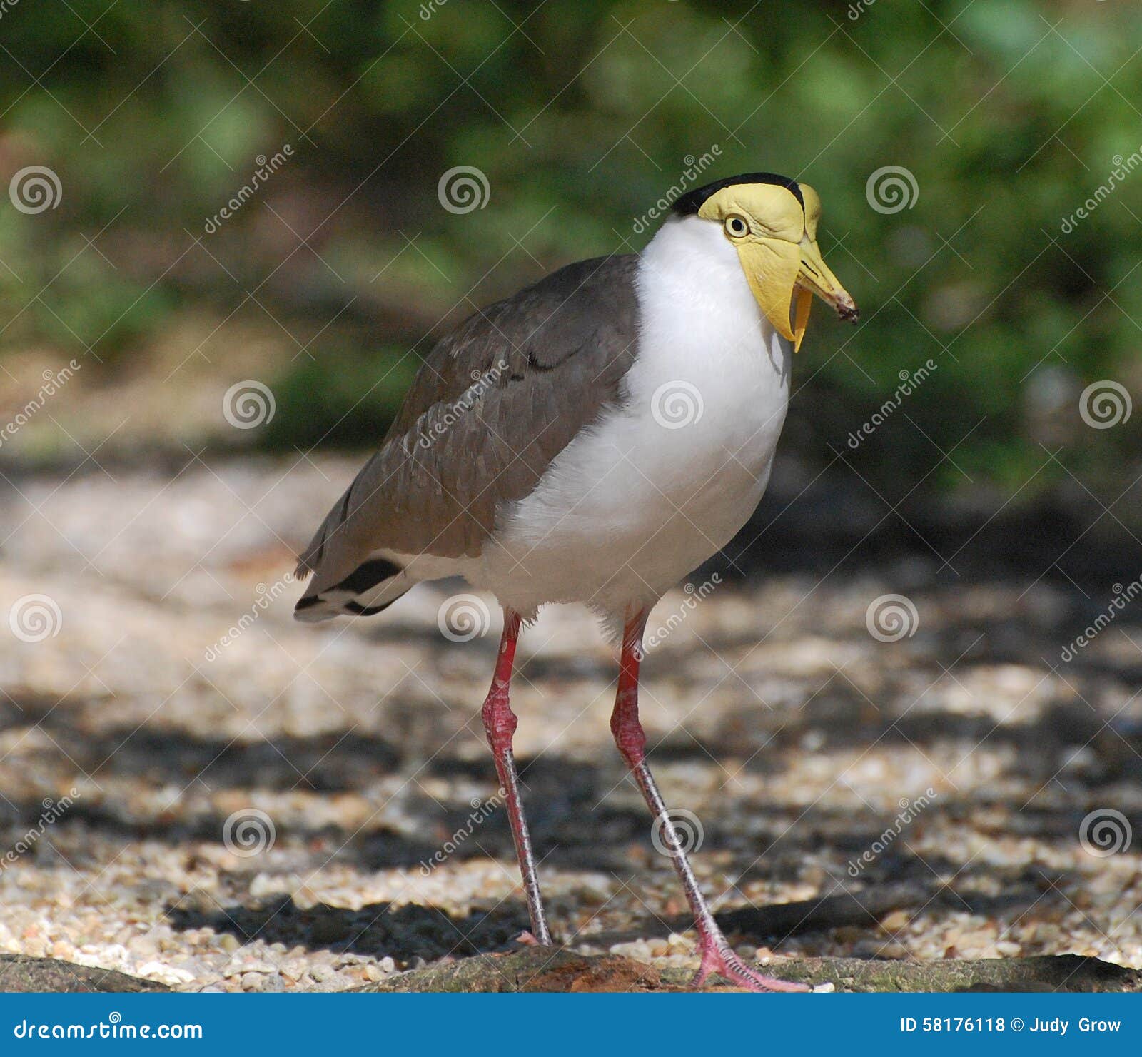 Masked Lapwing stock photo. Image of waders, yellow, face - 58176118