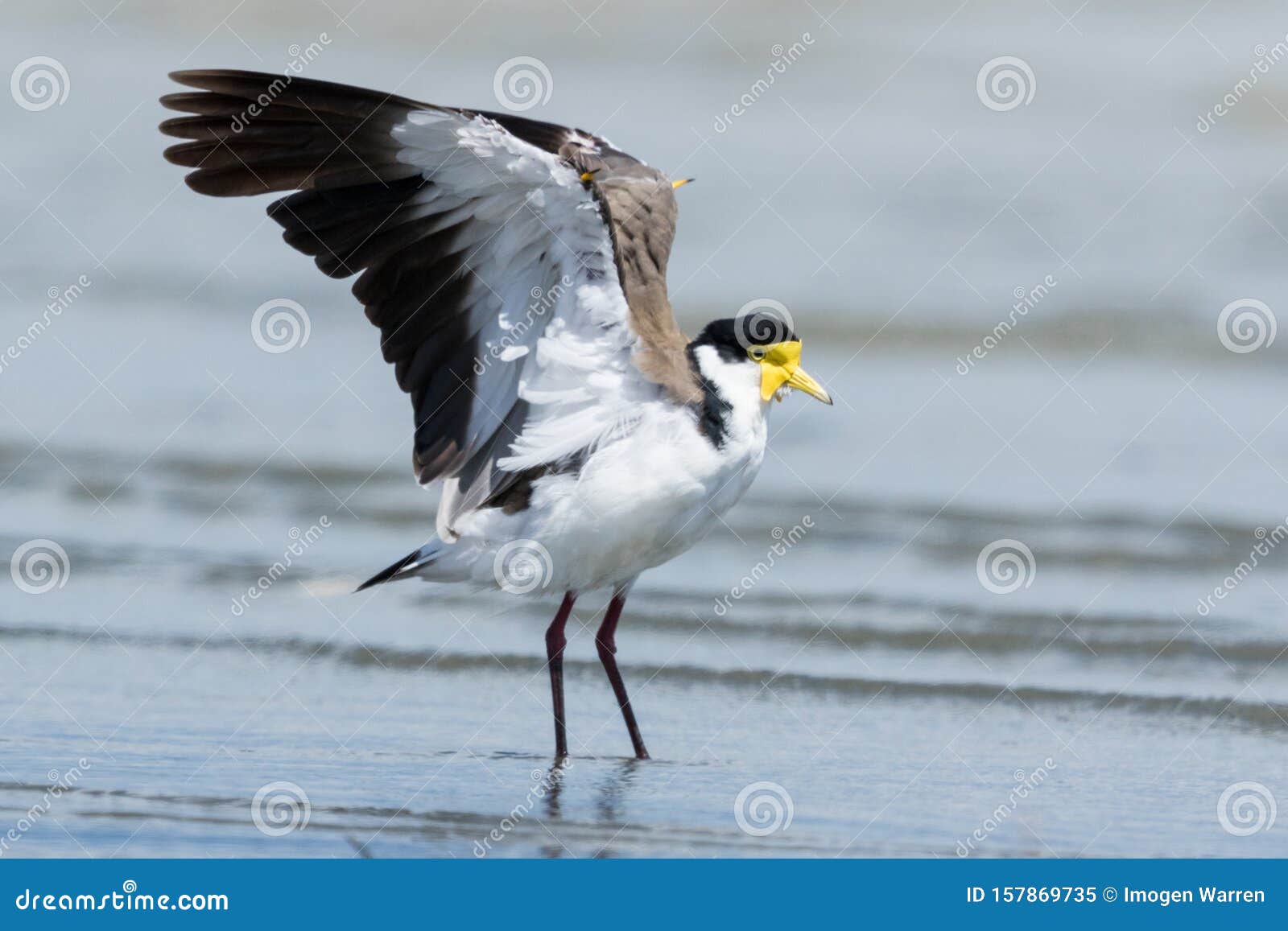 Masked Lapwing in Australasia Stock Image - Image of australian, plover ...