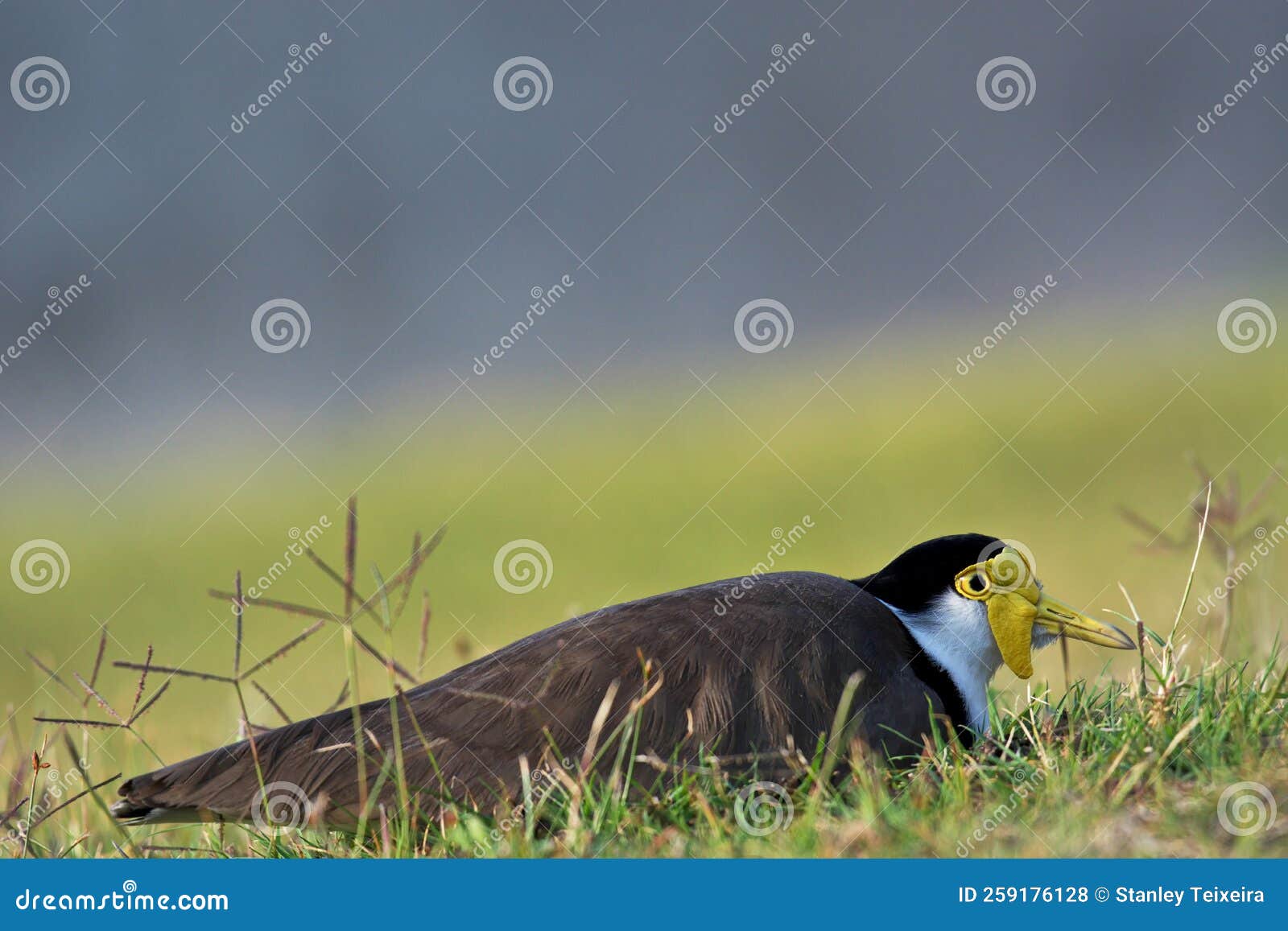 Masked lapwing on her nest stock photo. Image of nest - 259176128