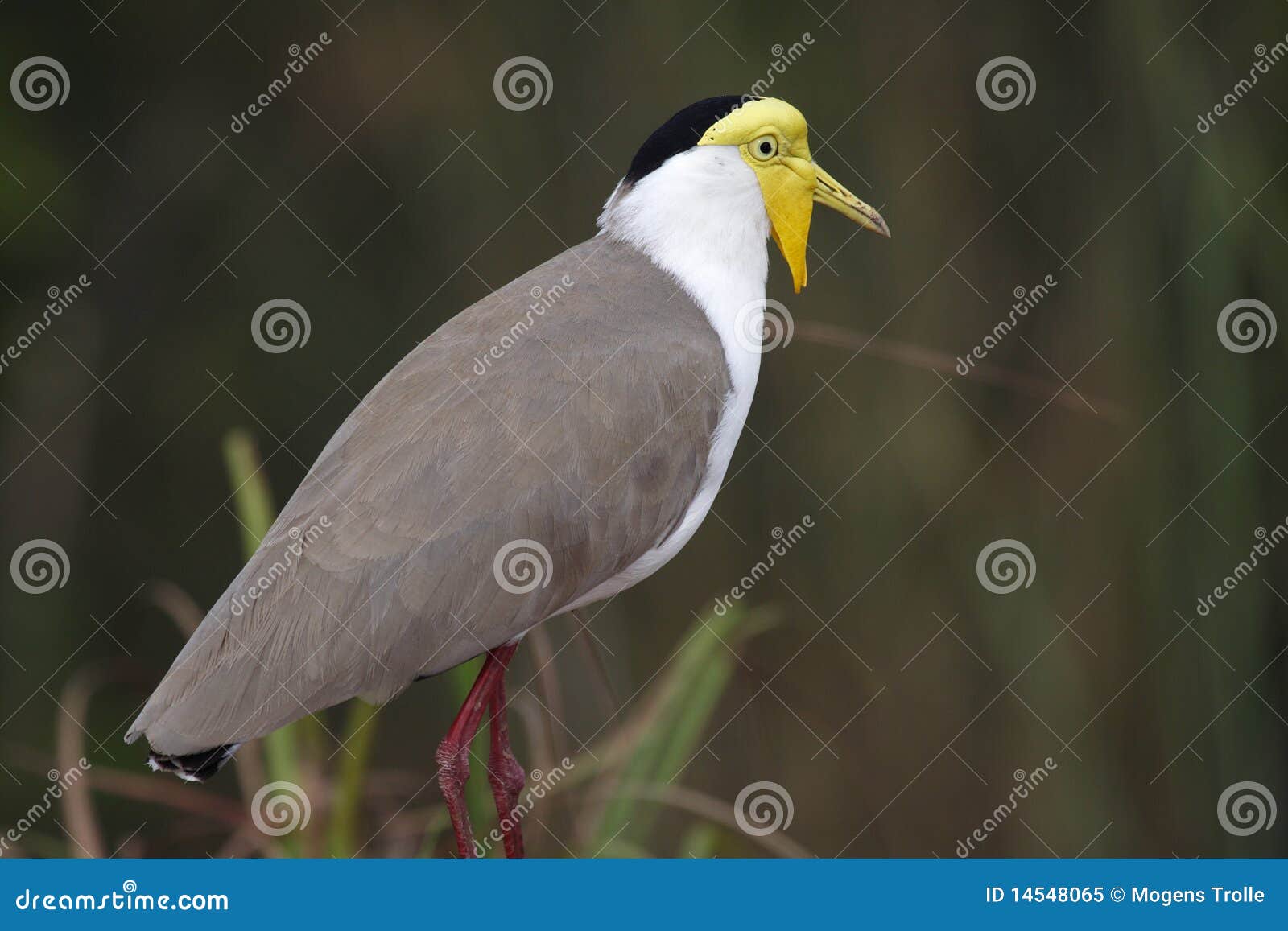 Masked Lapwing Vanellus Miles, Commonly Referred To As A Plover And ...