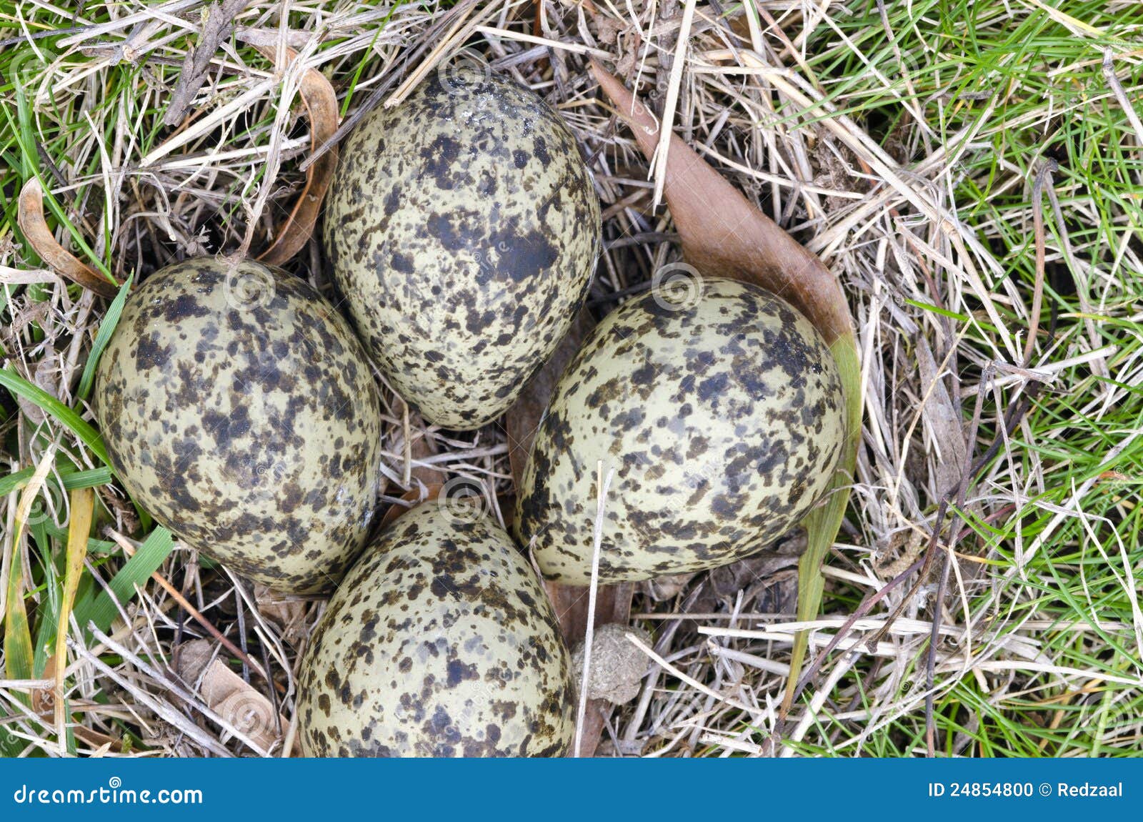 Masked Lapwing Nest with Four Eggs Stock Photo - Image of bird ...