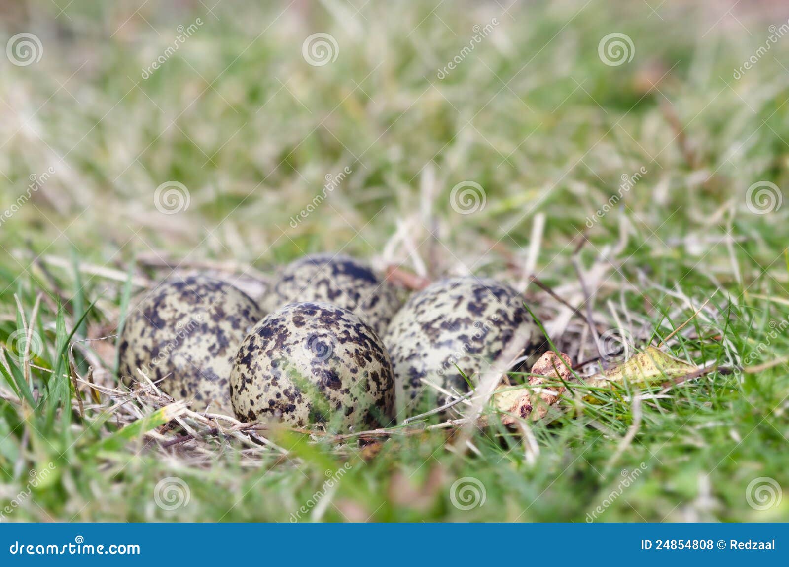 Masked Lapwing Nest with Four Eggs Stock Photo - Image of nest, ground ...