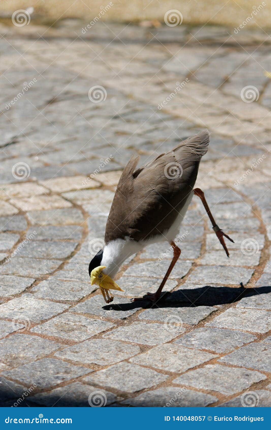 The Masked Lapwing, Spur-winged Plover, Plover Stock Image - Image of ...