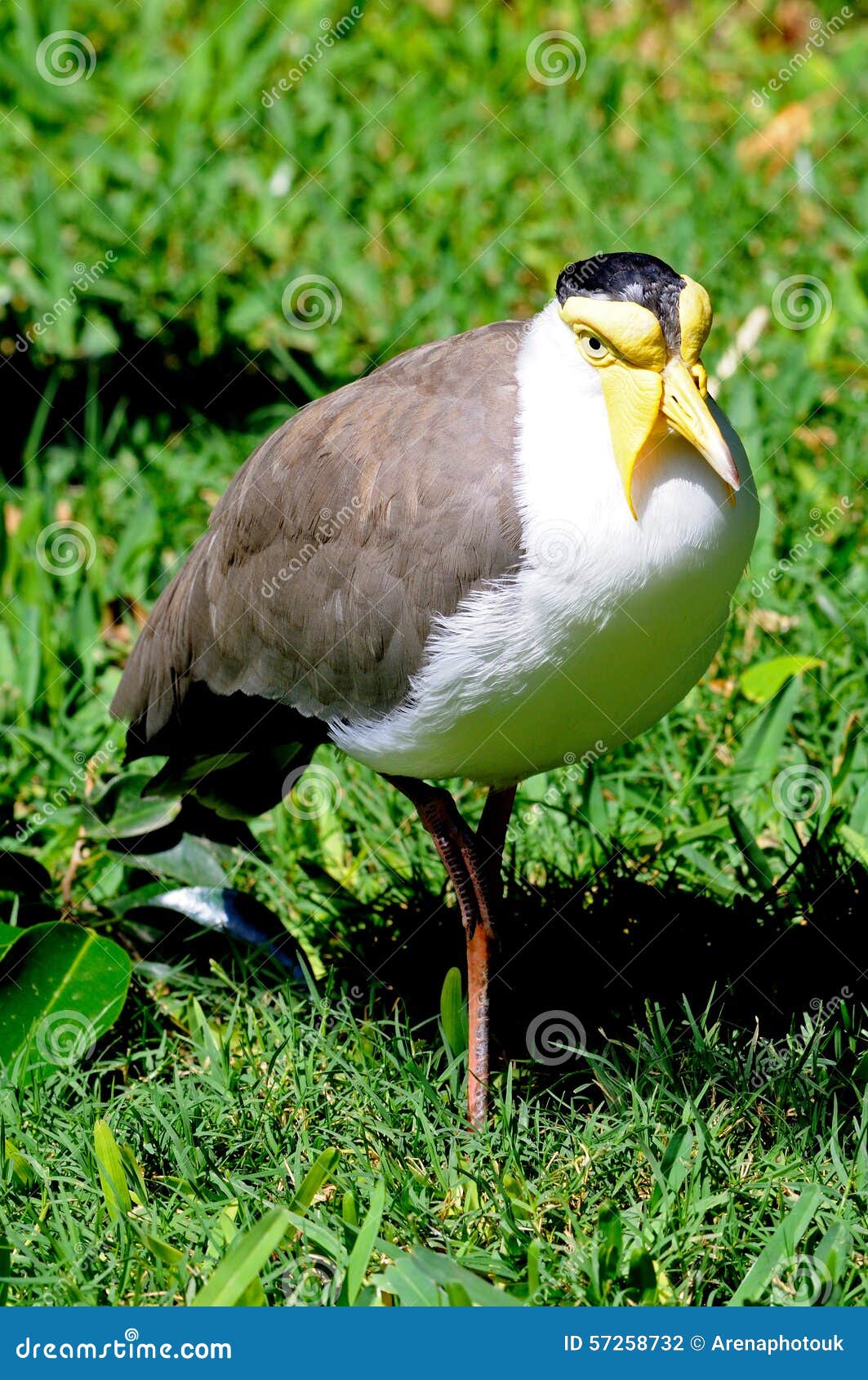 Masked Lapwing. stock photo. Image of miles, grass, awake - 57258732