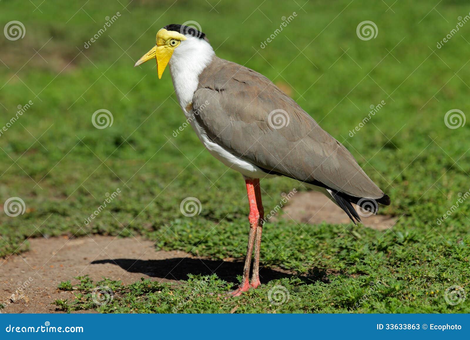 Masked Lapwing Vanellus Miles, Commonly Referred To As A Plover And ...
