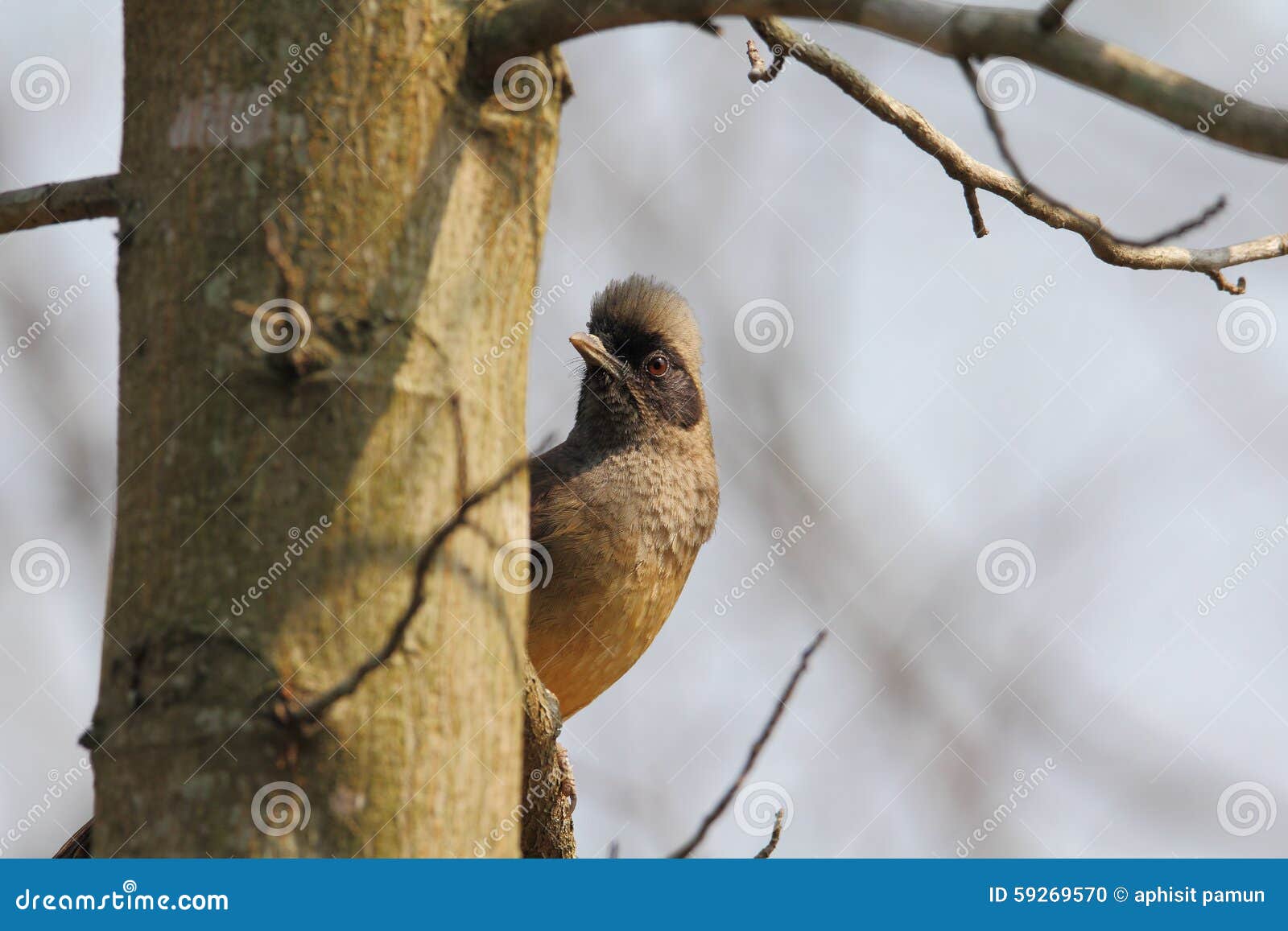 Masked Laughingthrush stock photo. Image of animalsn - 59269570