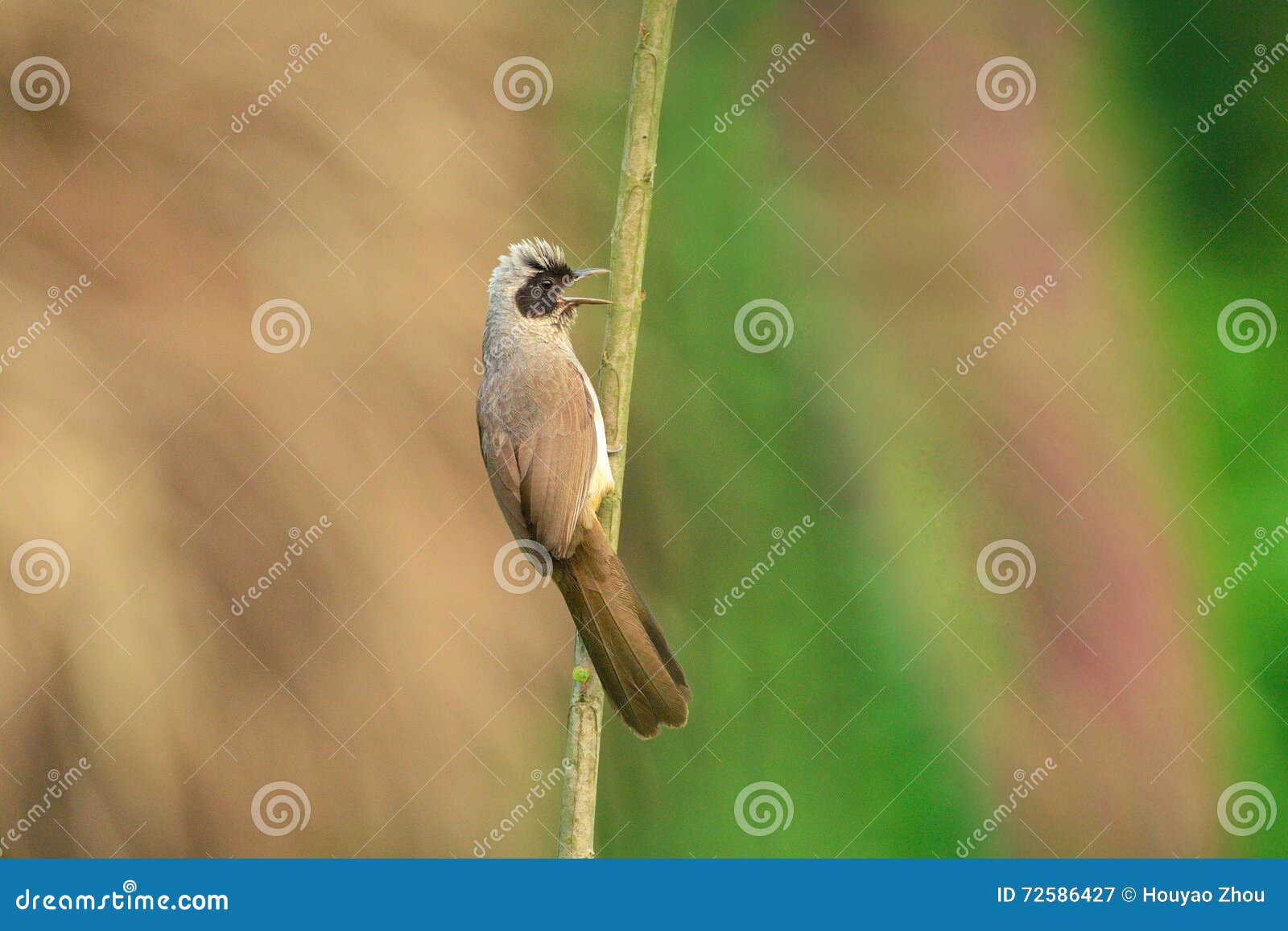 Masked laughingthrush stock image. Image of masked, tree - 72586427
