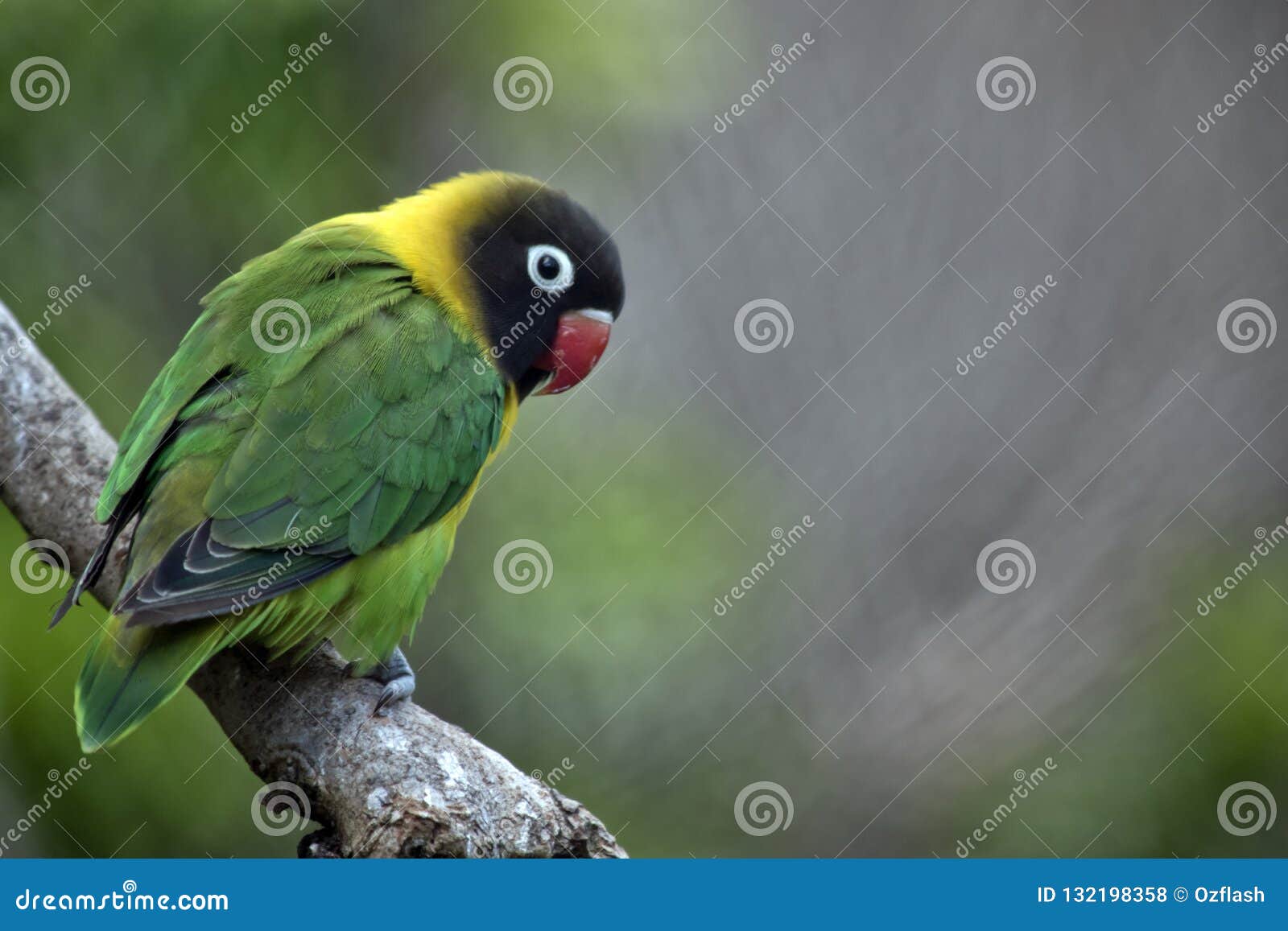 A masked lovebirds stock photo. Image of black, male - 132198358
